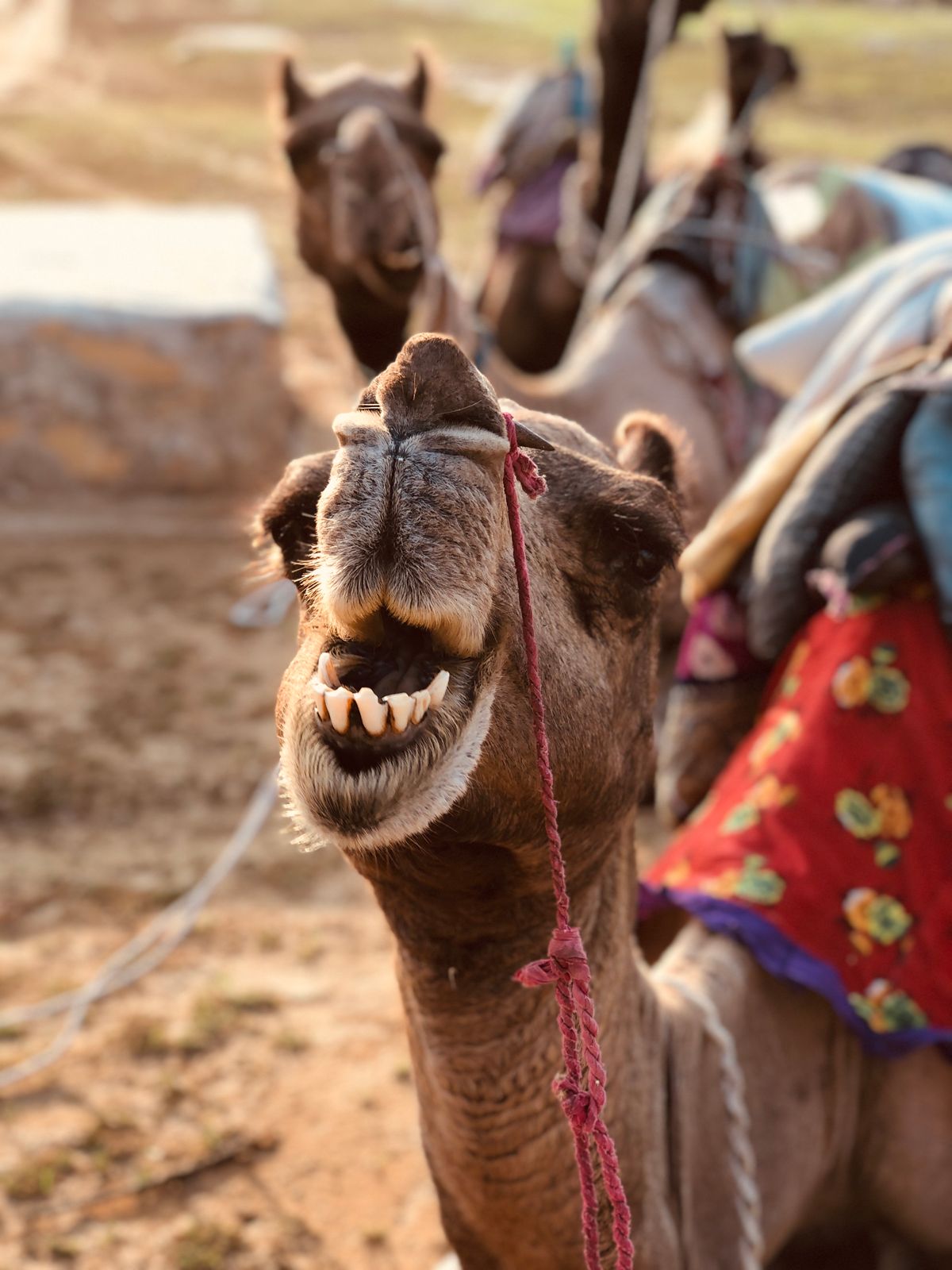 Camel Images Photos, Download The BEST Free Camel Images Stock Photos ...