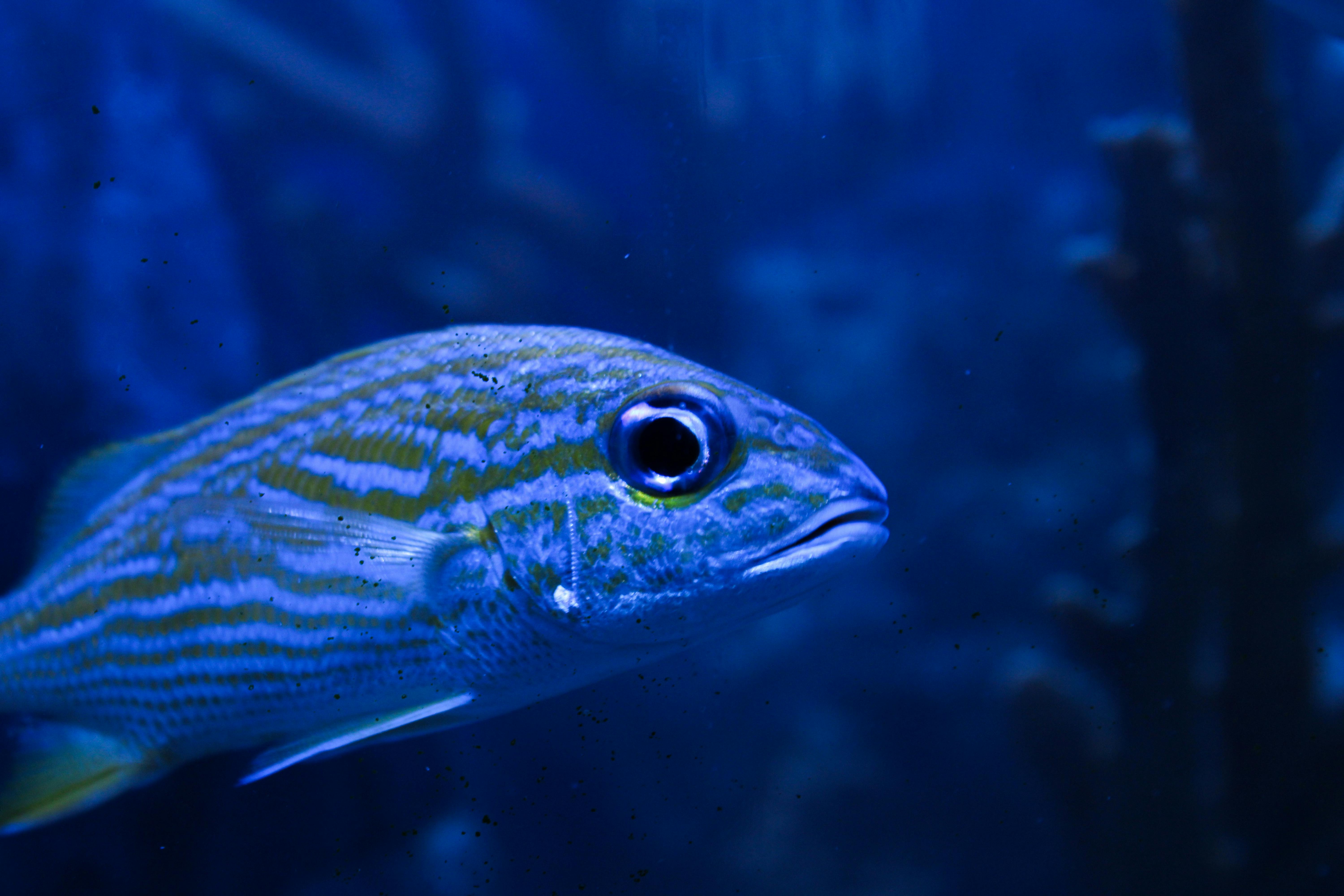 Blue and Black Fish · Free Stock Photo