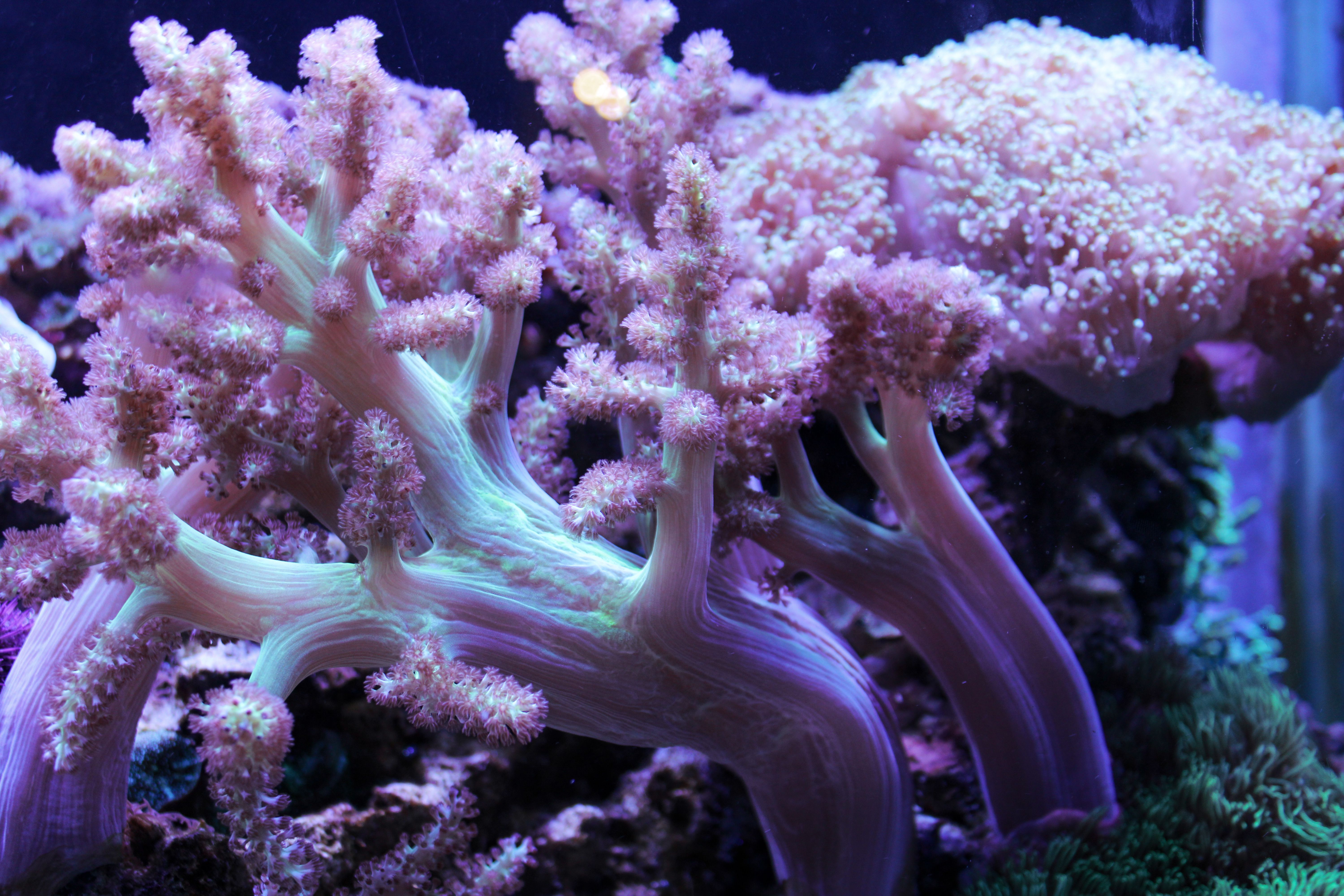 Vibrant Soft Coral in Underwater Aquarium · Free Stock Photo