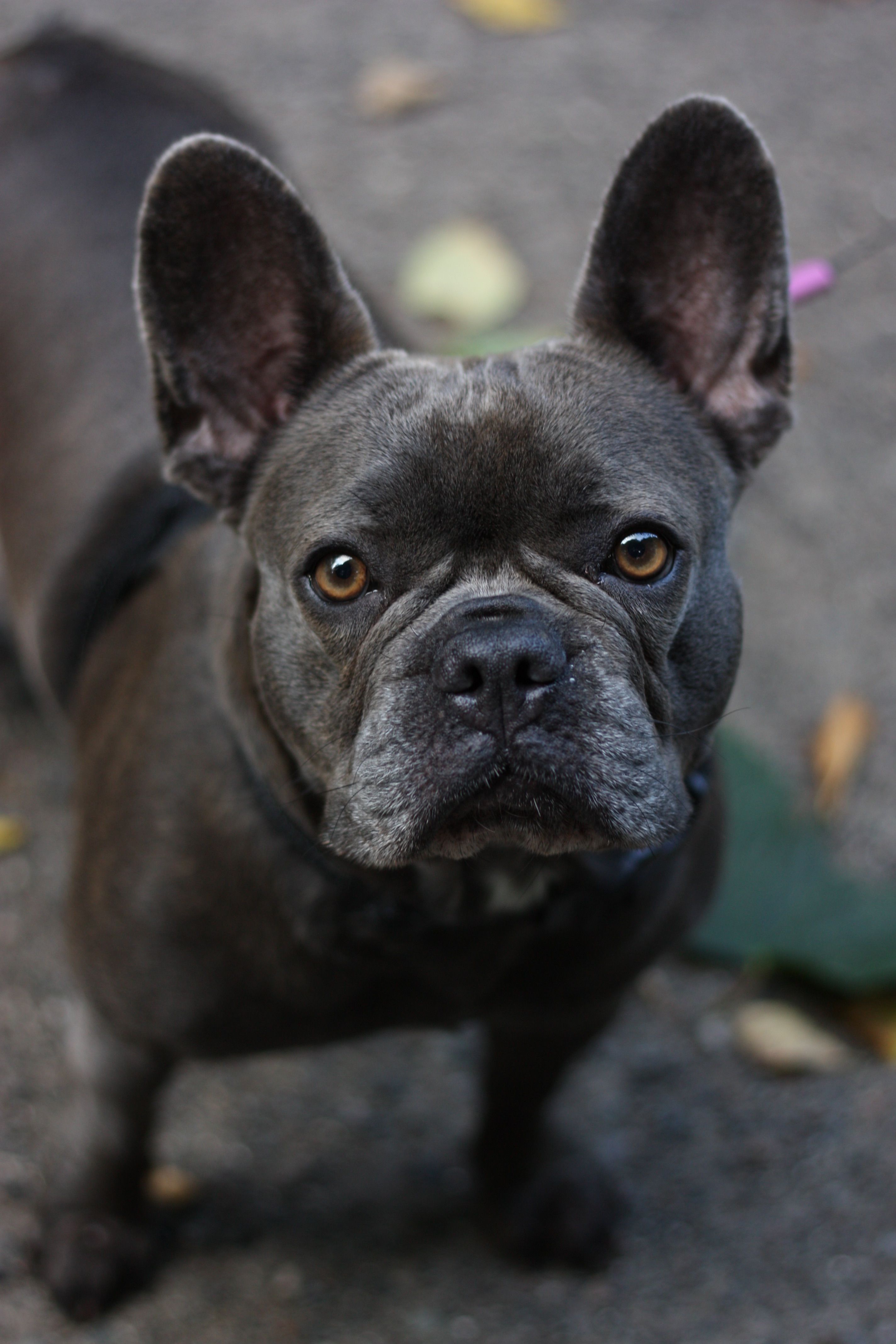 Close-Up Portrait of a Gray French Bulldog · Free Stock Photo