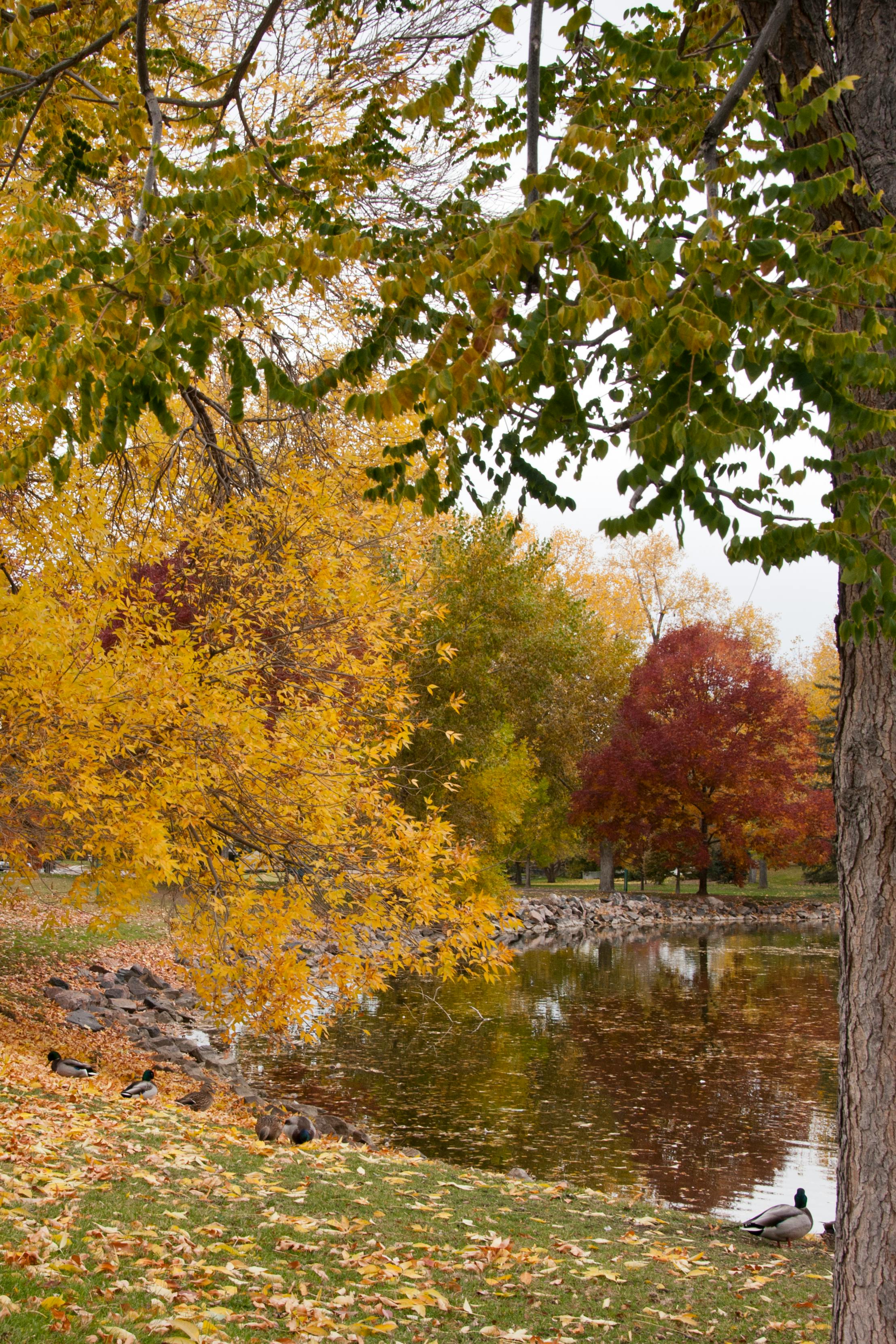 Colorful Trees around Pond in Park in Autumn · Free Stock Photo