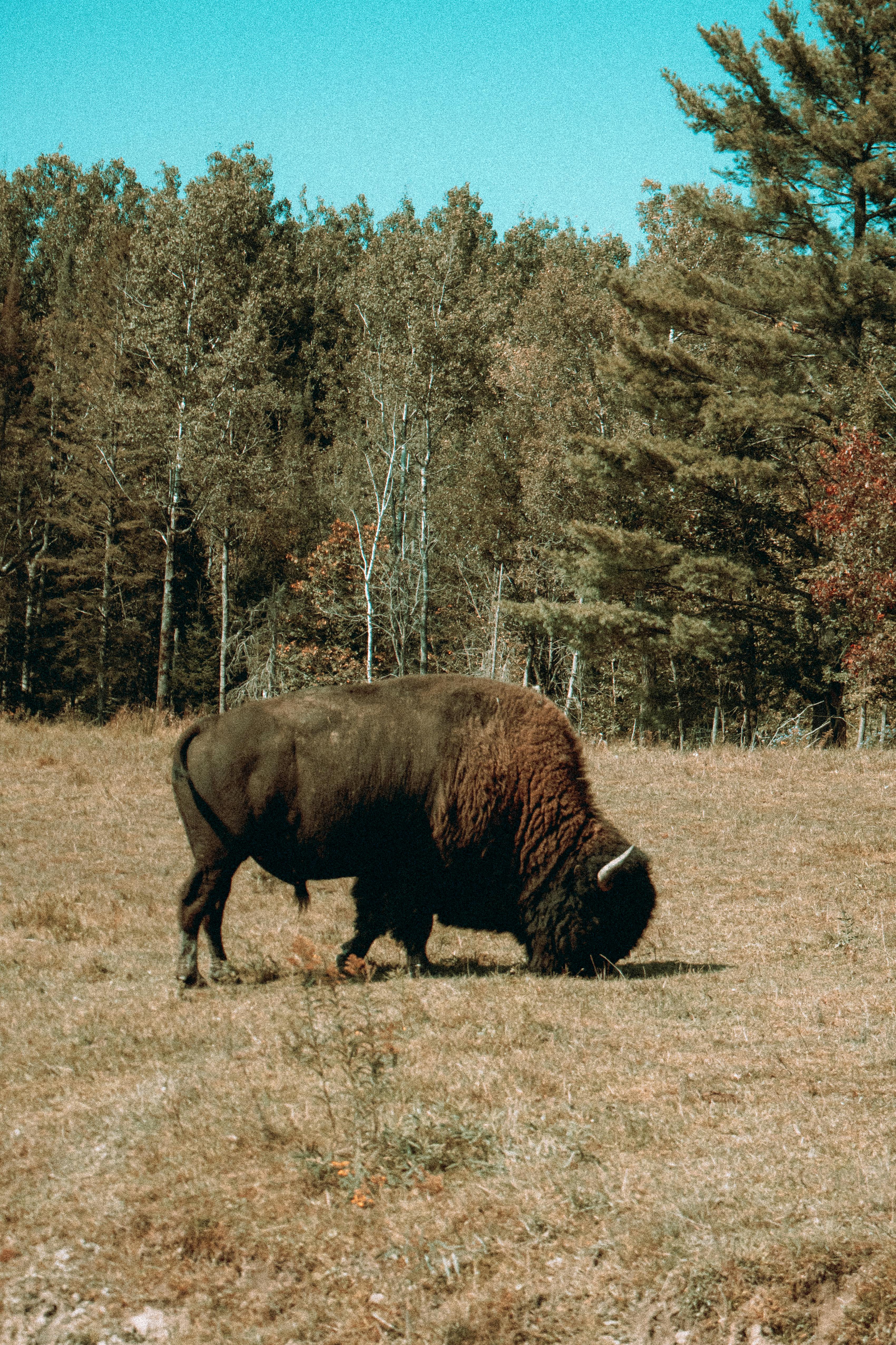 European Bison in a Forest · Free Stock Photo