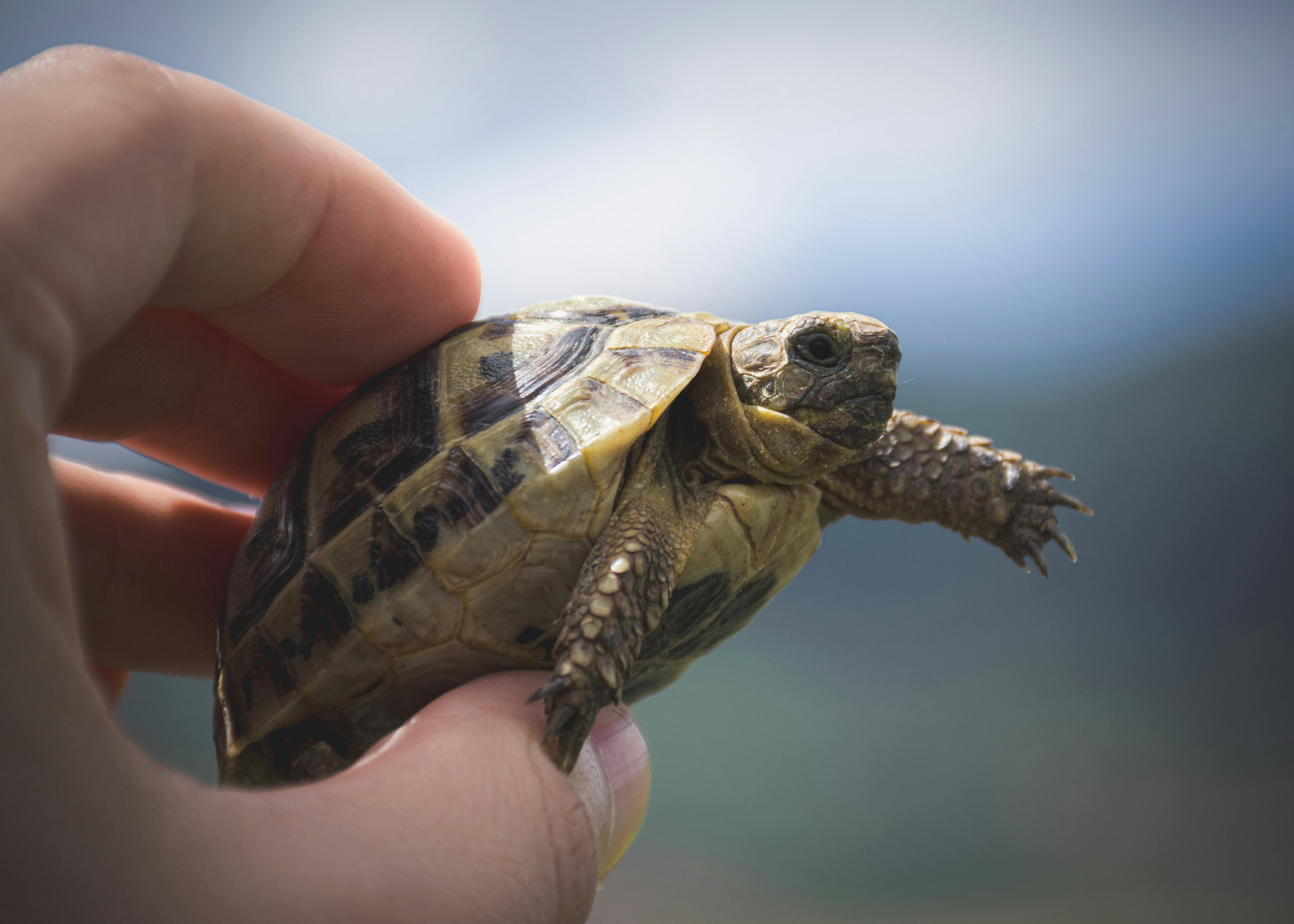 Tortoise in Hand · Free Stock Photo
