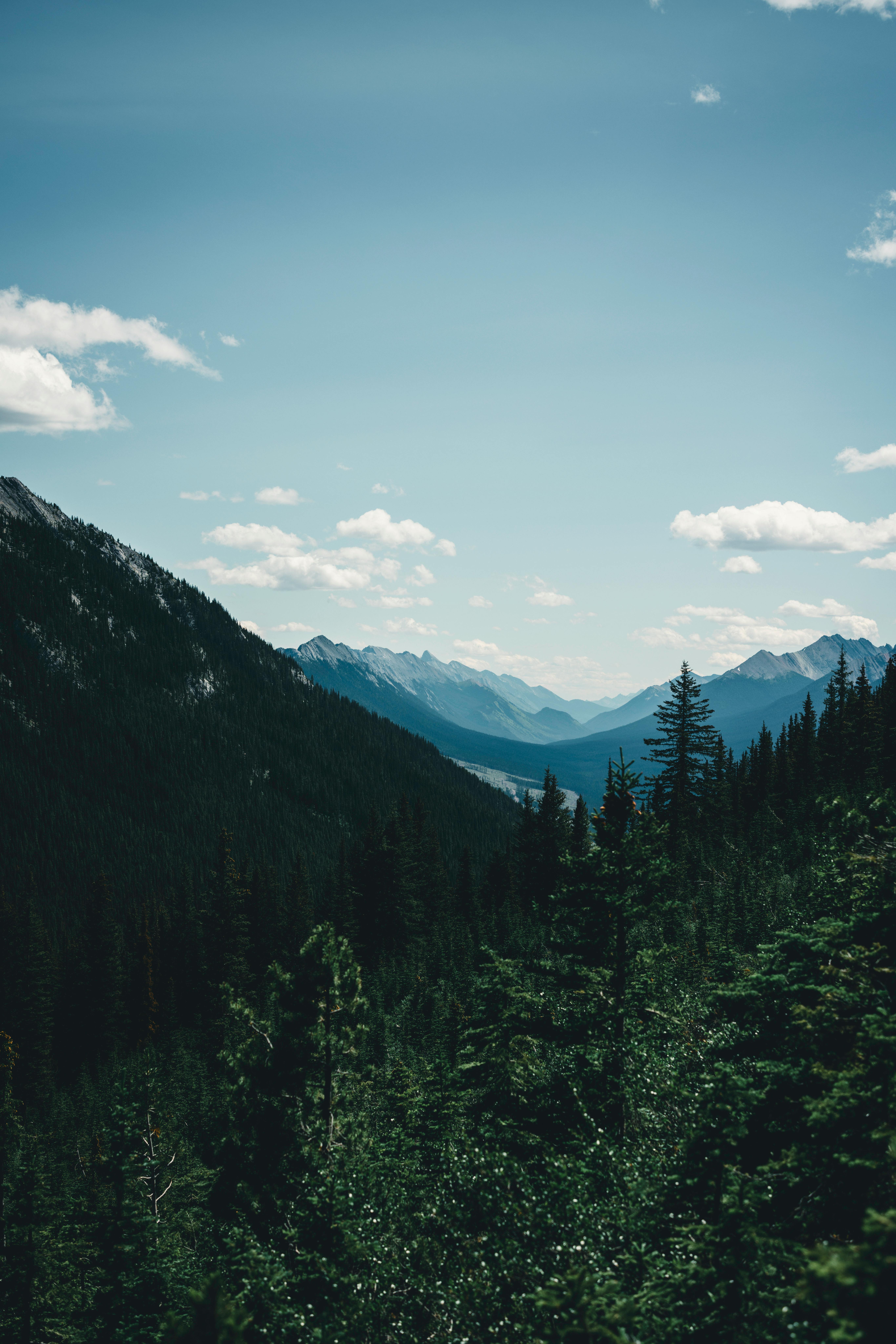 Deep, Evergreen Forest in Valley · Free Stock Photo