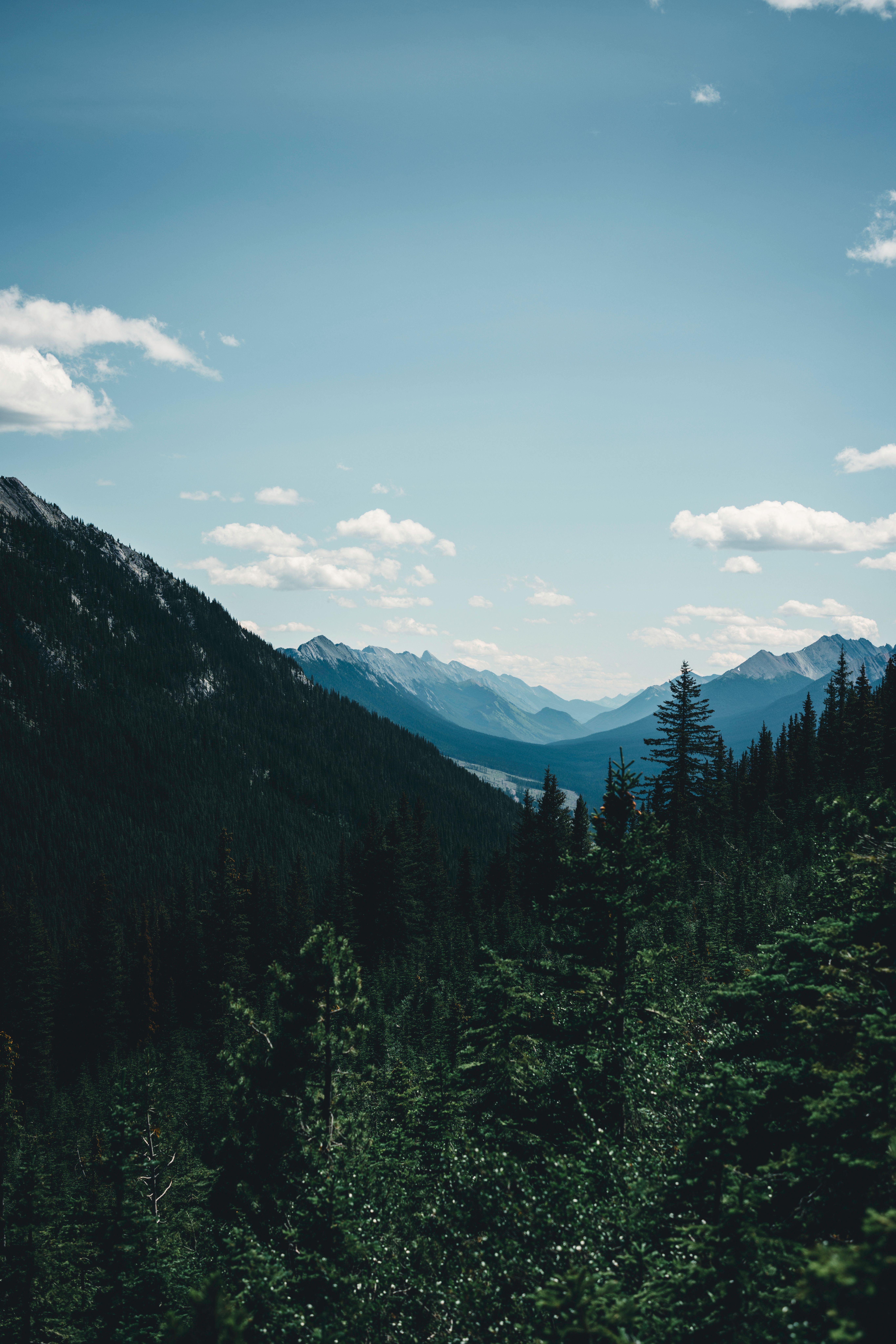 Deep, Evergreen Forest in Valley · Free Stock Photo
