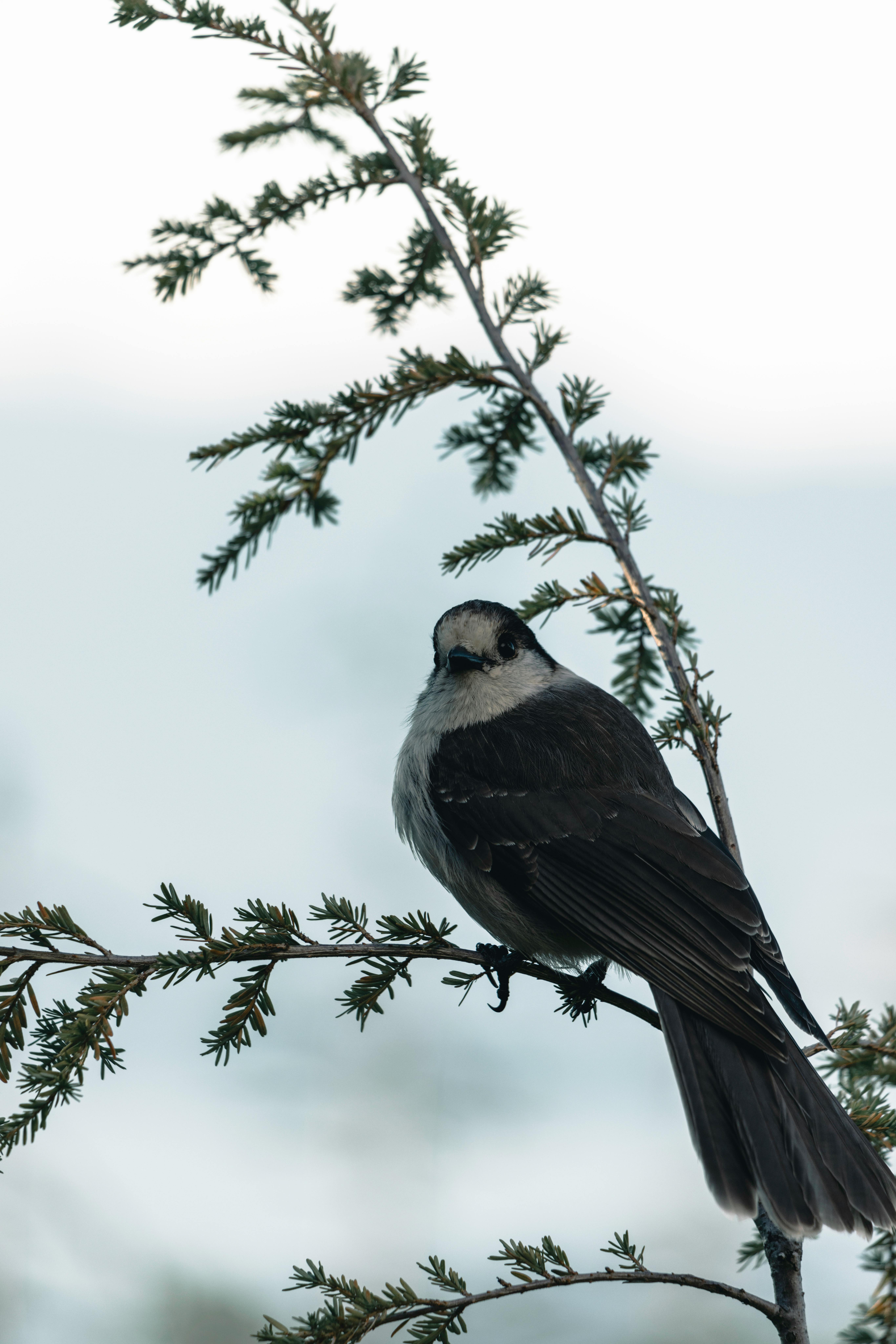 Gray Jay Perching on Conifer Tree · Free Stock Photo