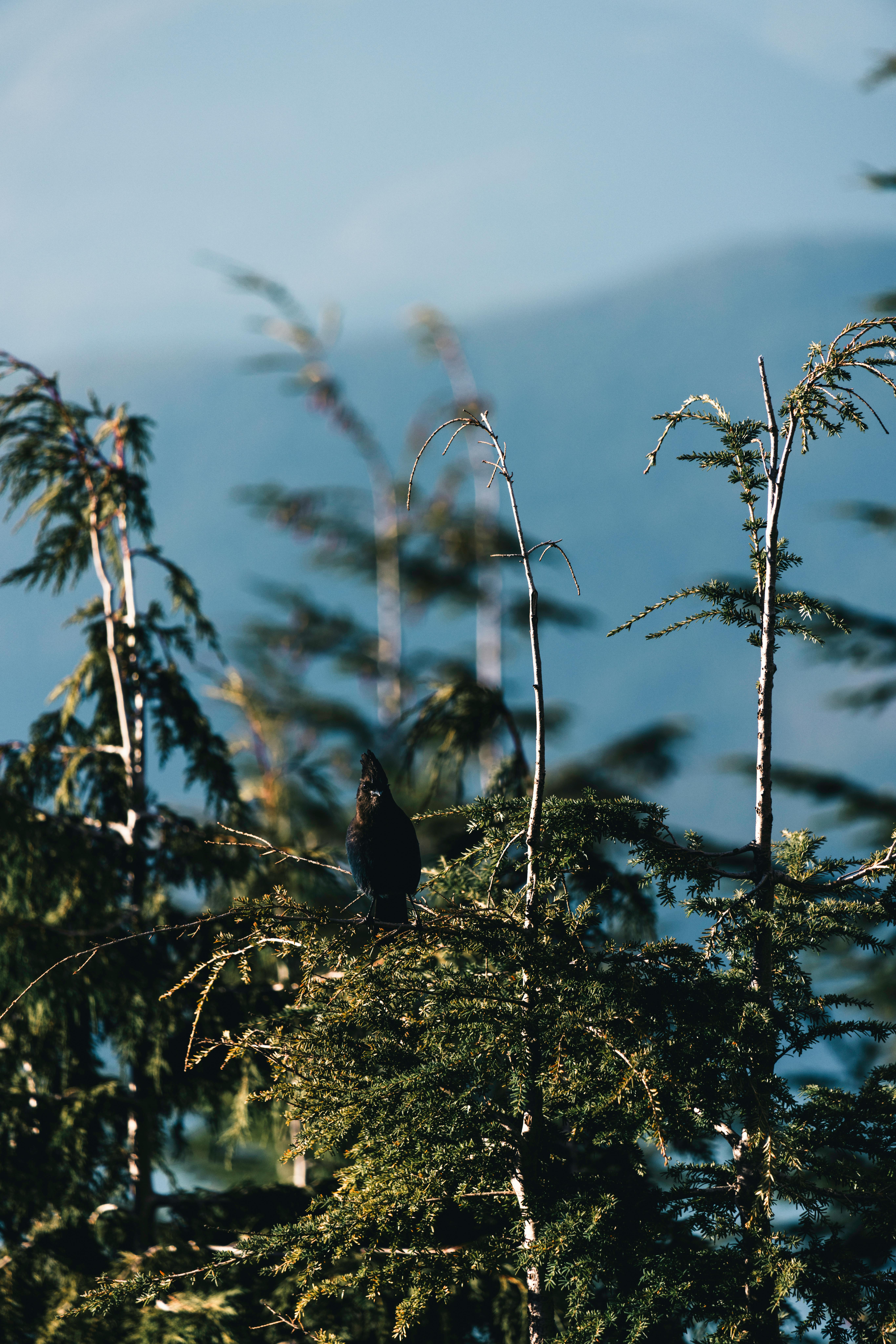 Animation Pacifica Photos, Download The BEST Free Animation Pacifica ...