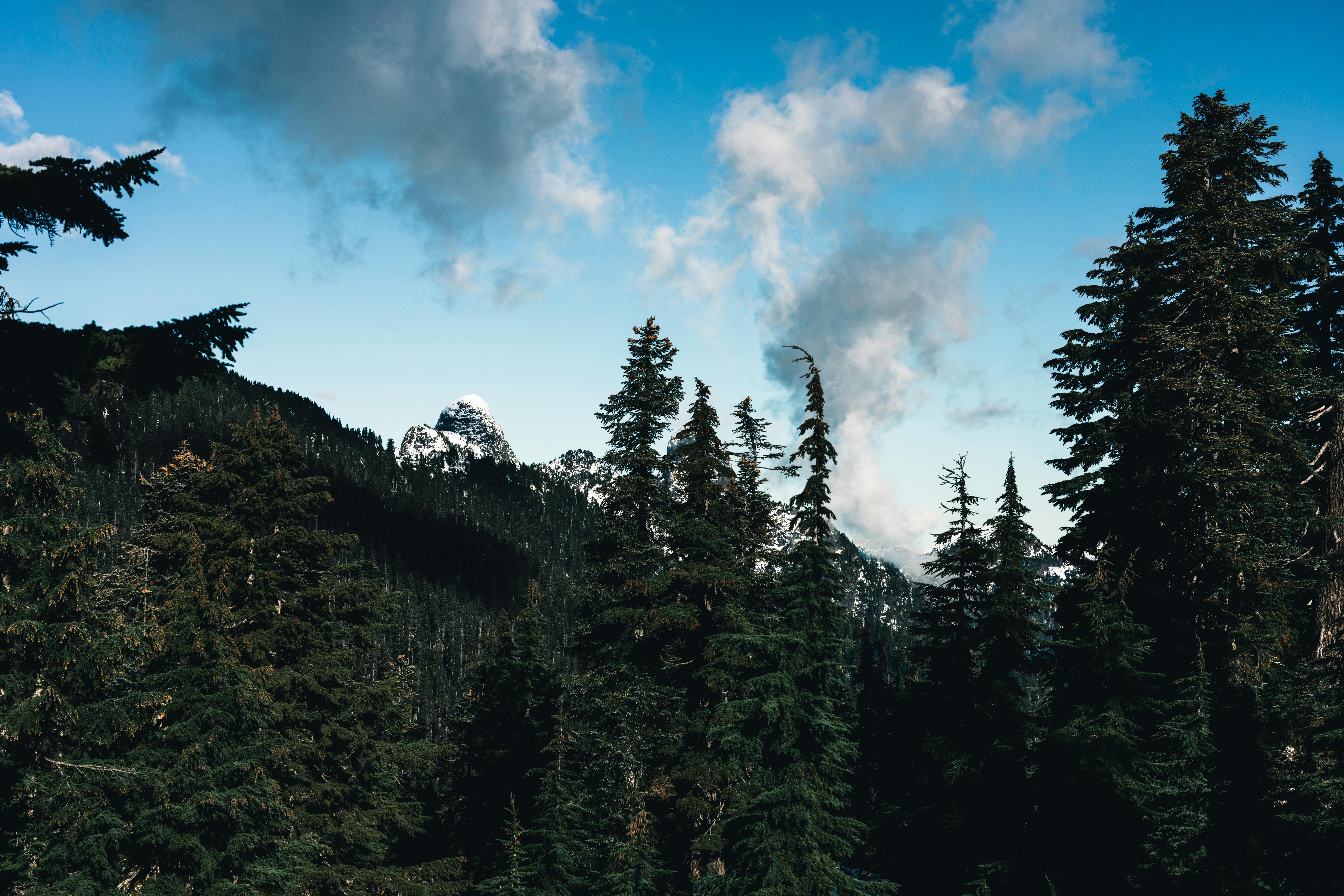 Conifer Forest in Canadian Mountains · Free Stock Photo
