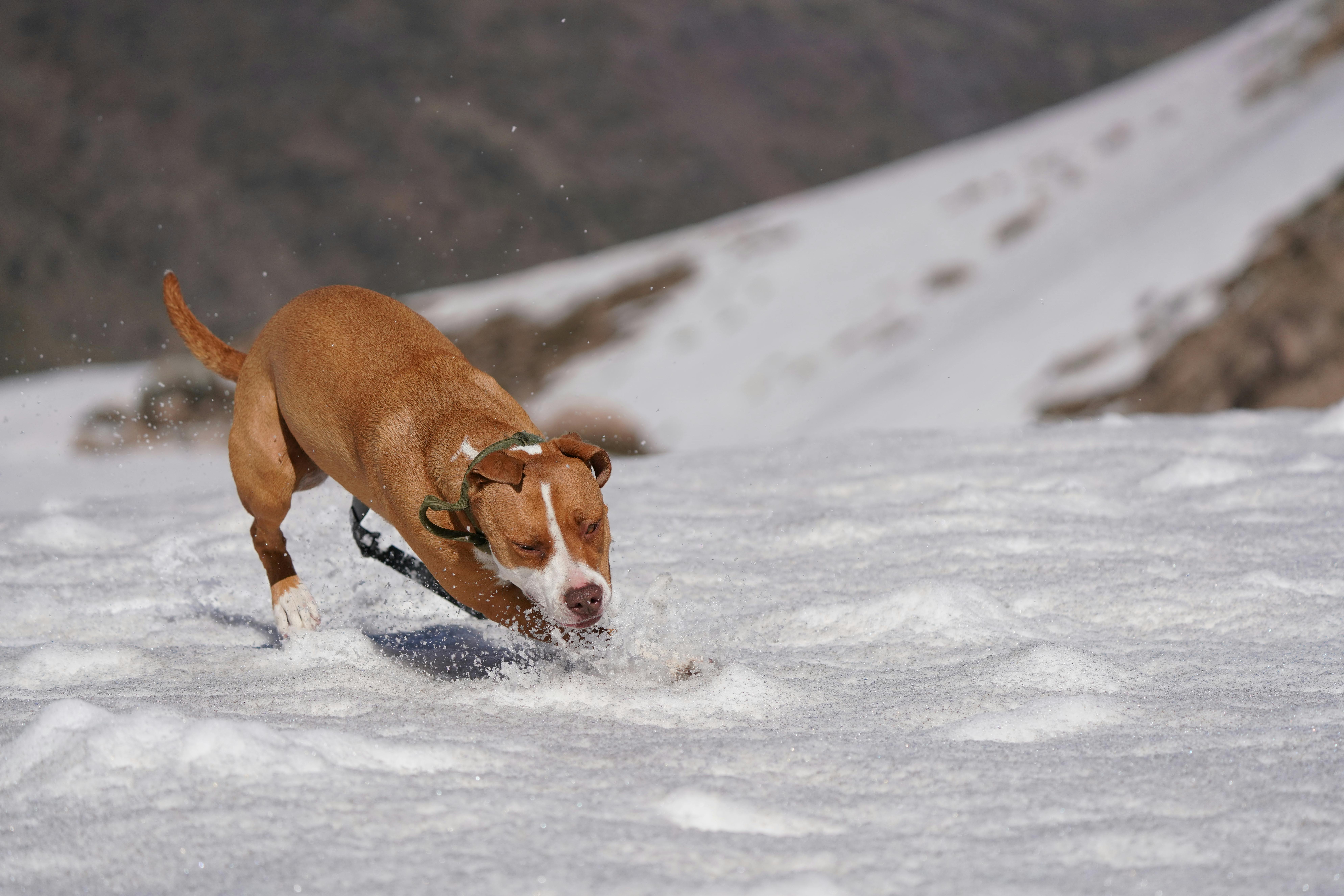 Energetic Pitbull Playing in the Snow · Free Stock Photo