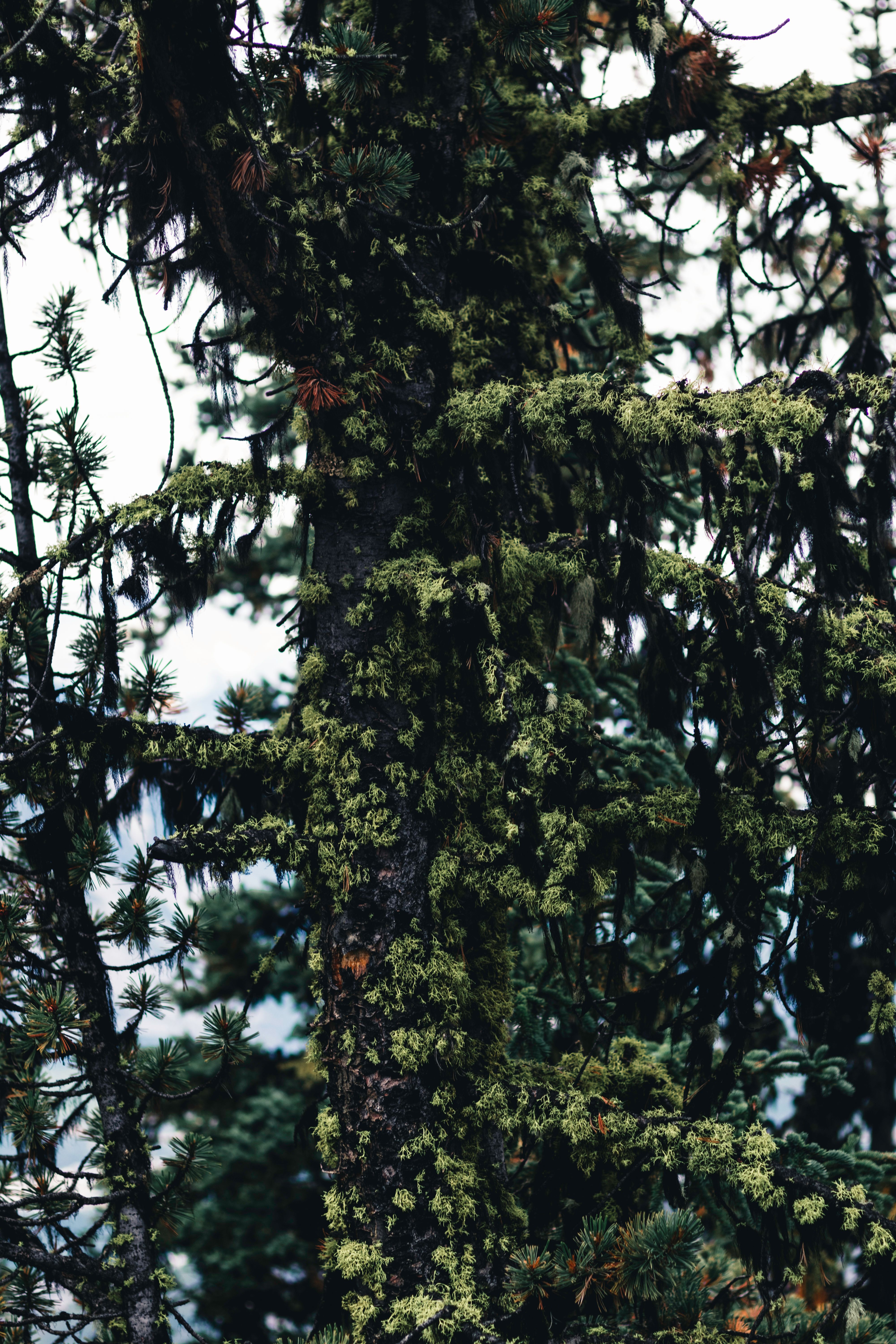 Banff, Jasper, Golden and Glacier National Park · Free Stock Photo
