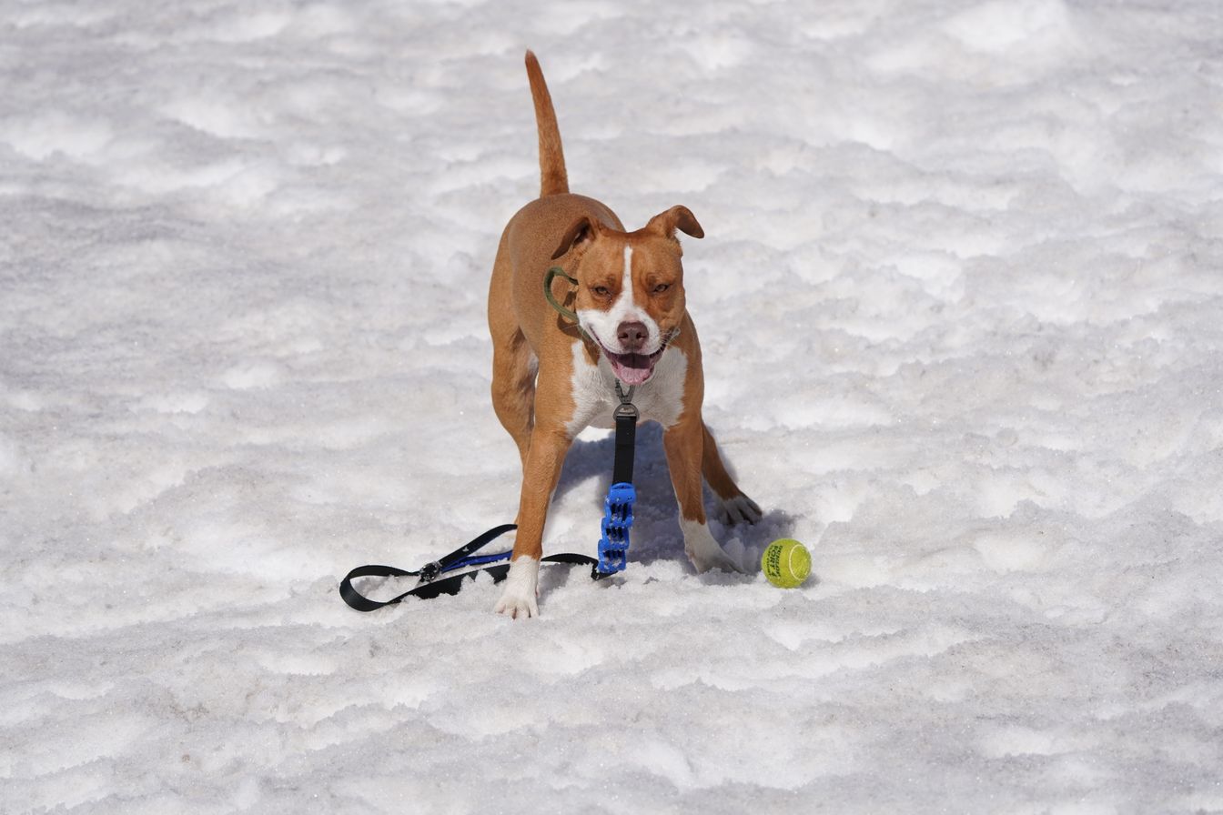 What is a Pittie Dog: Debunking Breed Stereotypes & Facts