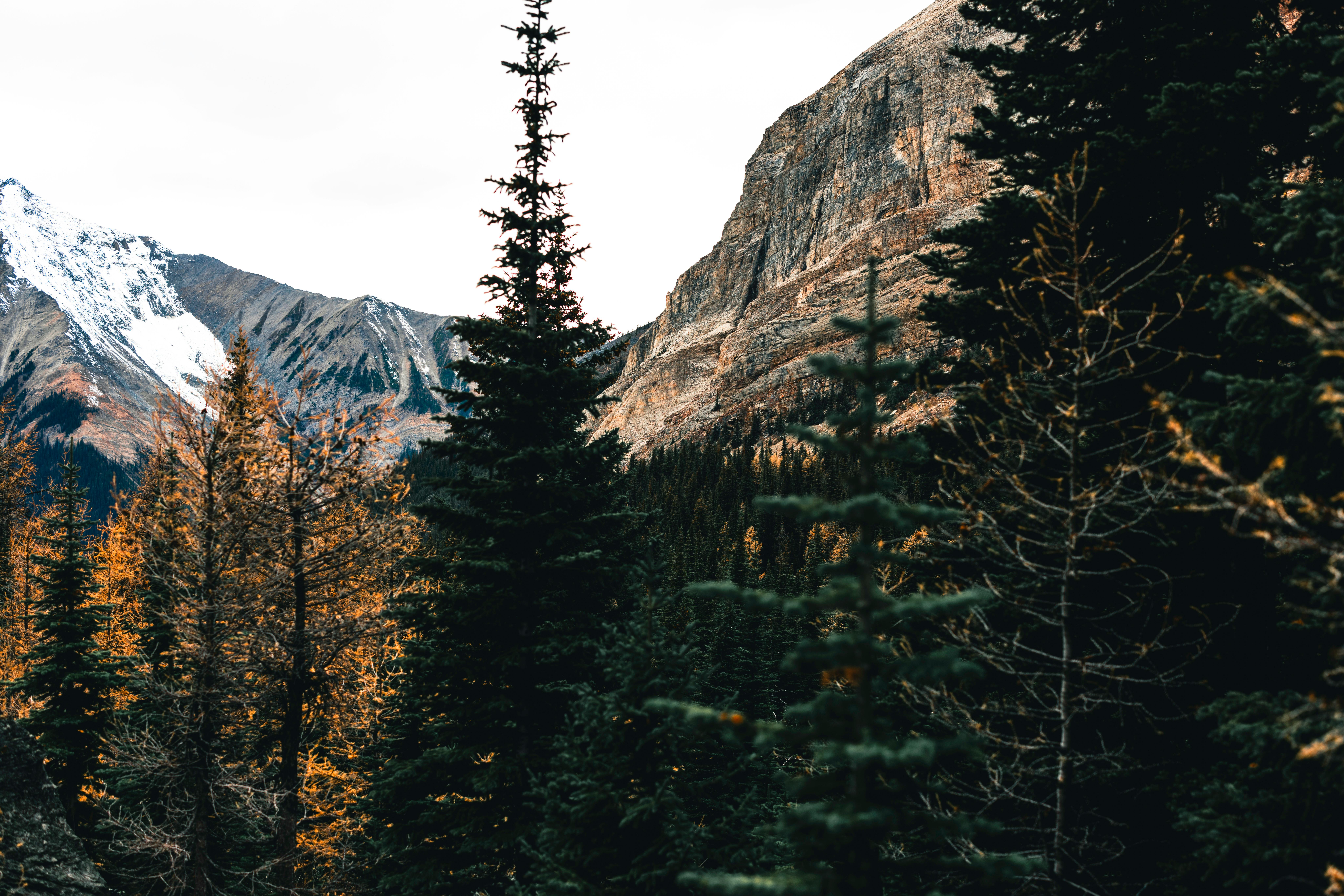Conifer Forest in Canadian Rockies · Free Stock Photo
