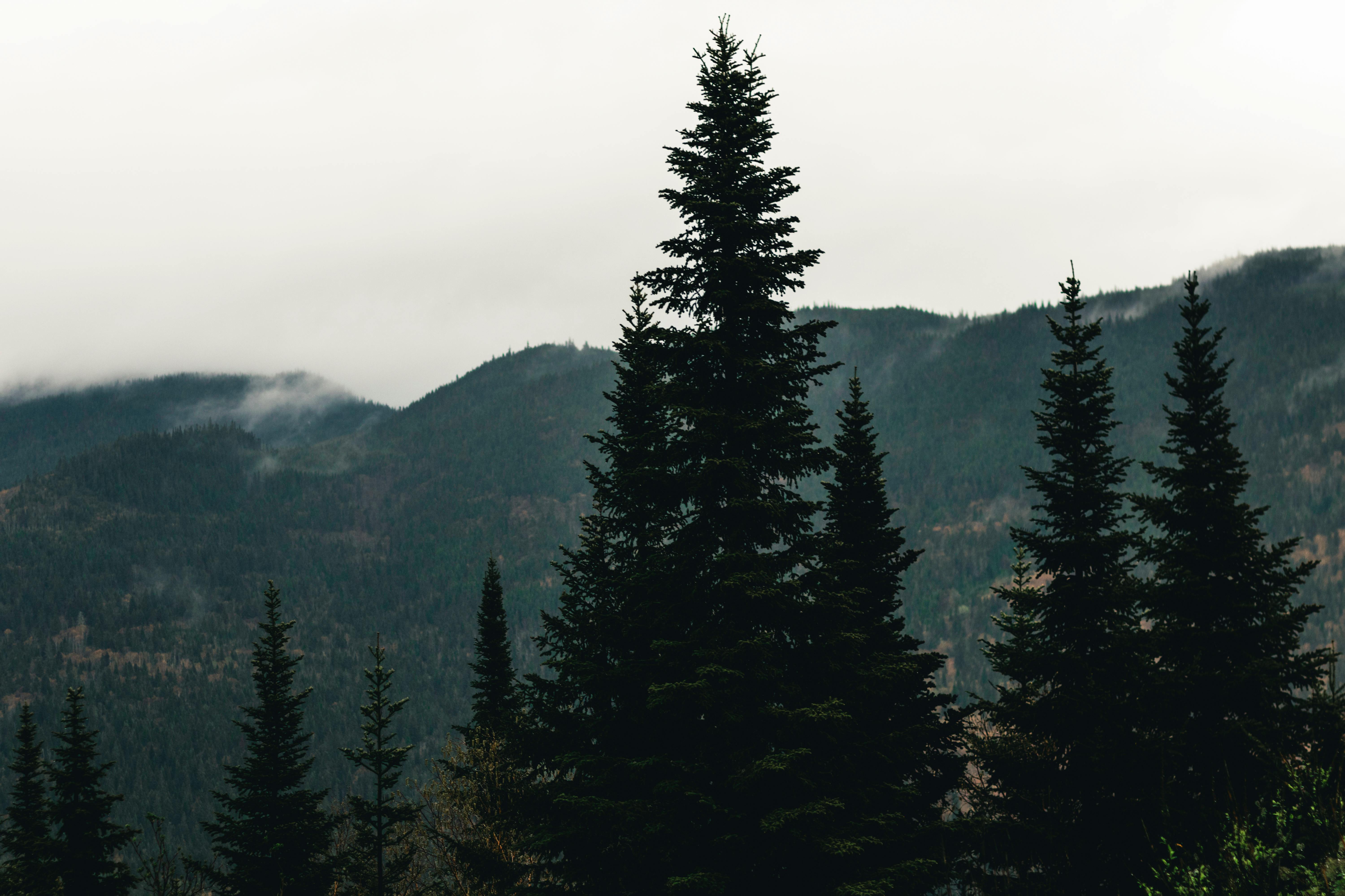 Conifers in Front of Green Hill in Canada · Free Stock Photo