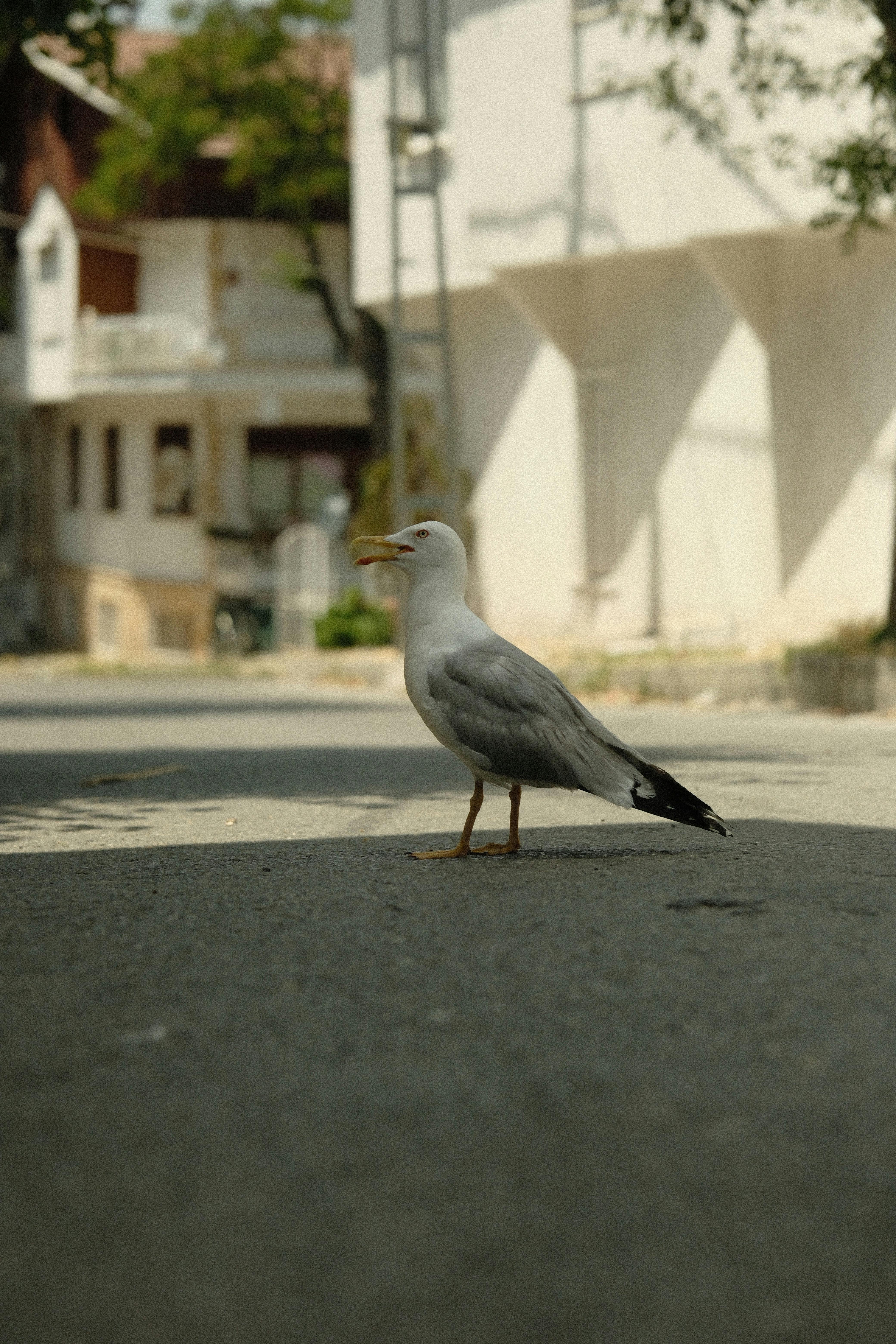 Seagull Standing Alone on Urban Street · Free Stock Photo
