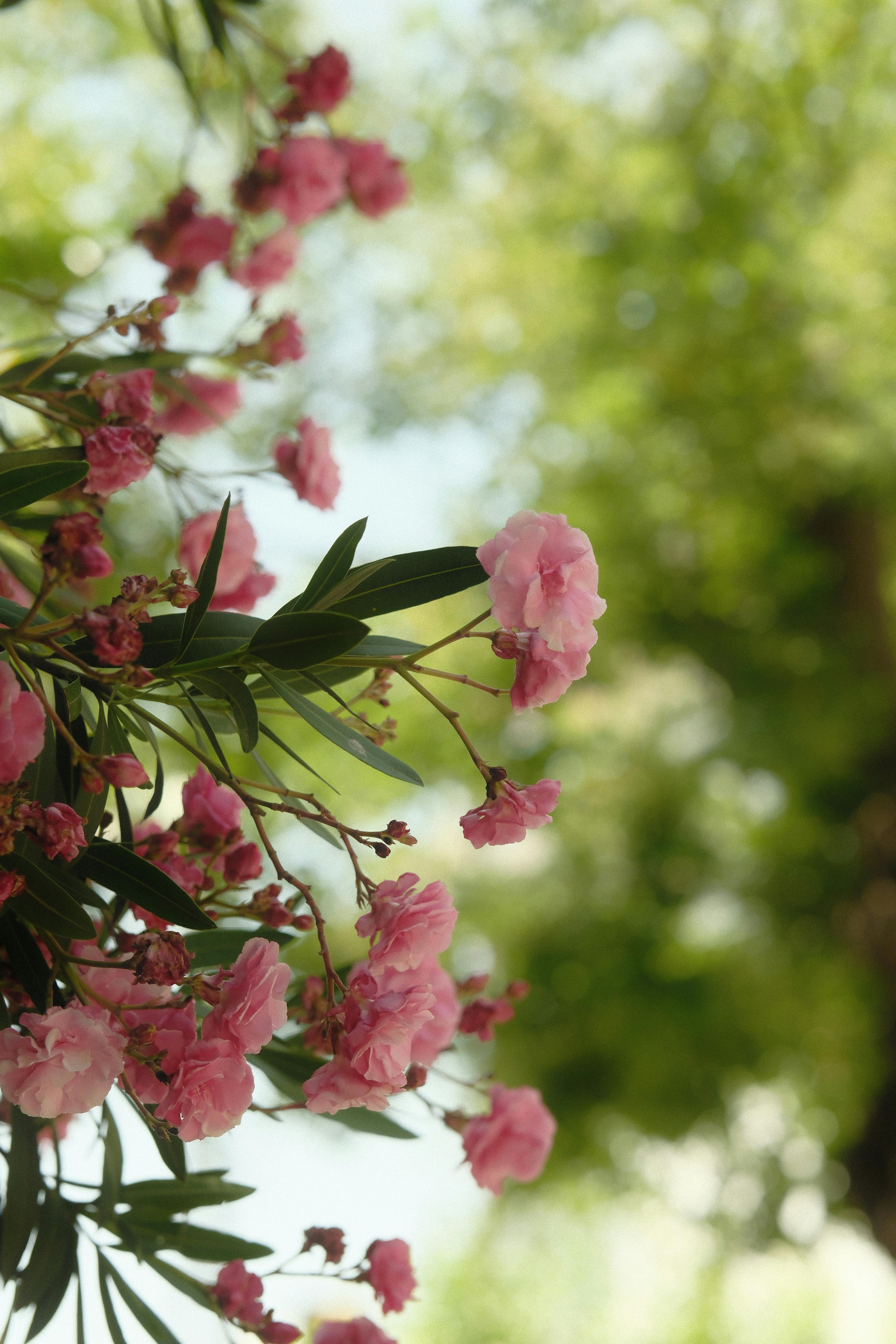 Blooming Pink Oleander Flowers in Spring · Free Stock Photo