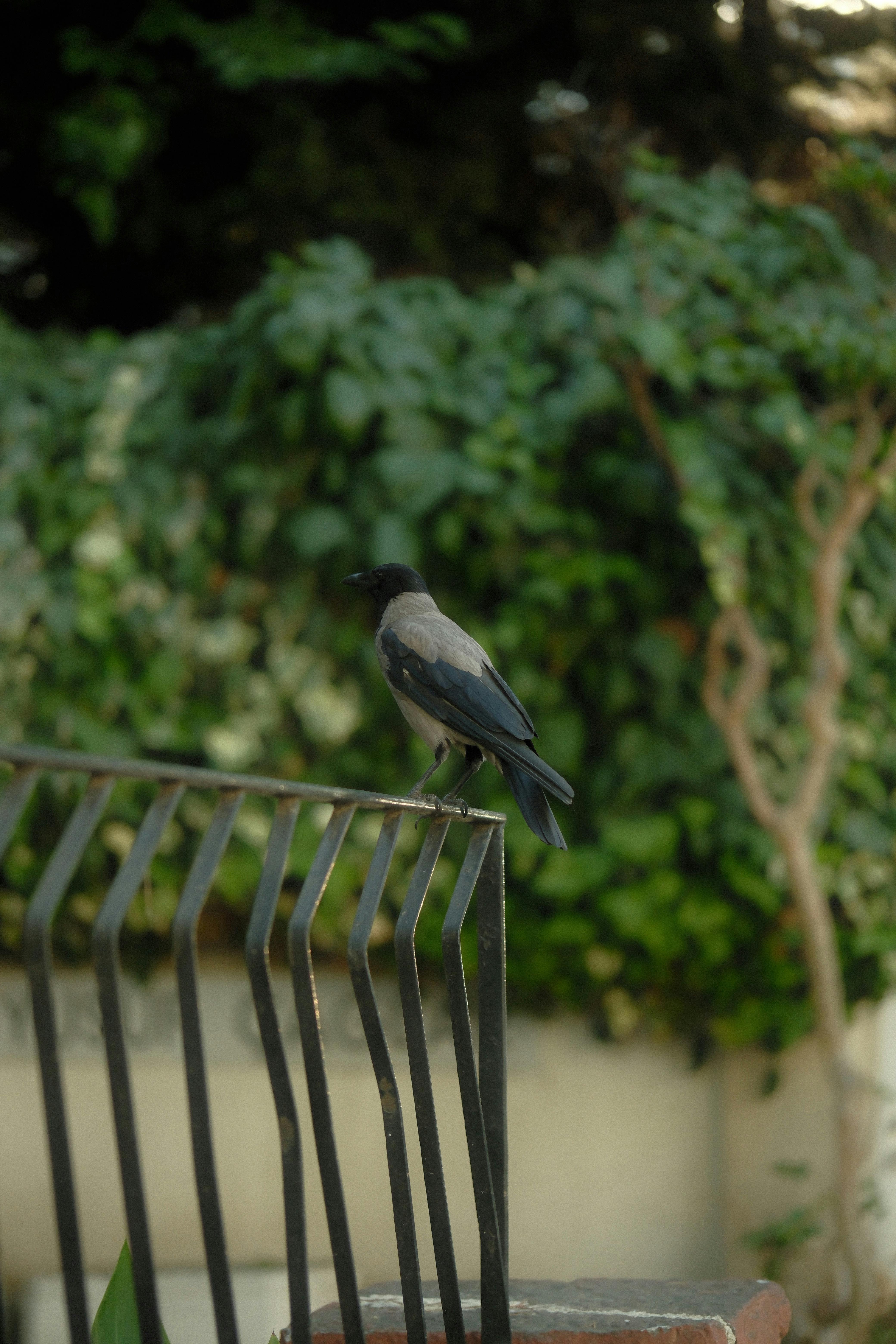 Hooded Crow perched on outdoor railing · Free Stock Photo