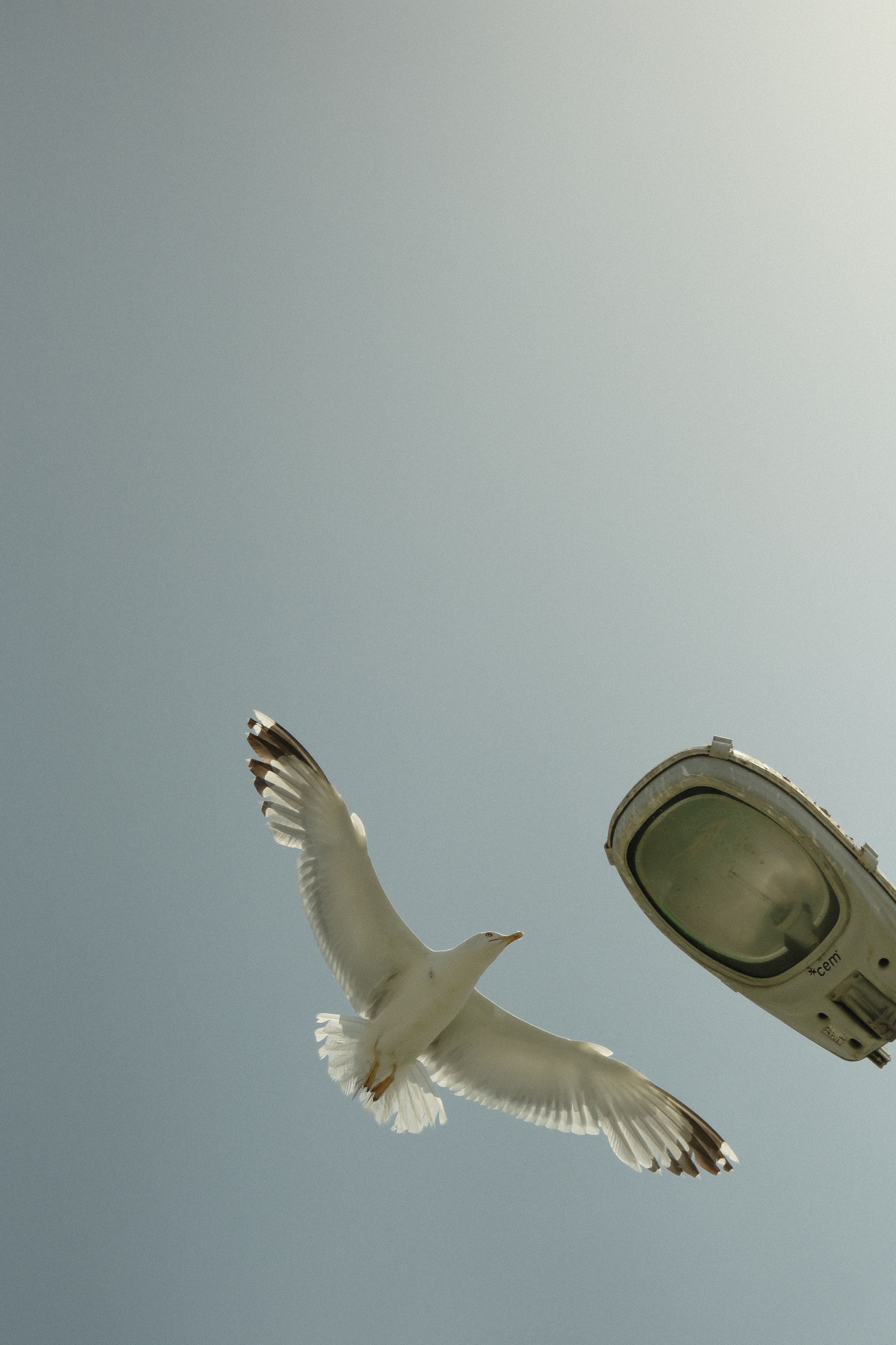 Seagull Flying Beside Boat Porthole Against Clear Sky · Free Stock Photo