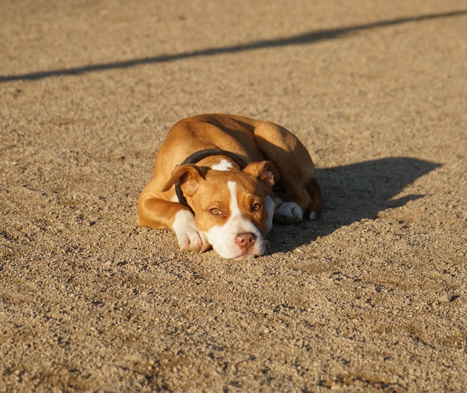 Pitbull Lab Mix: Essential Guide to Owning a Bullador Breed