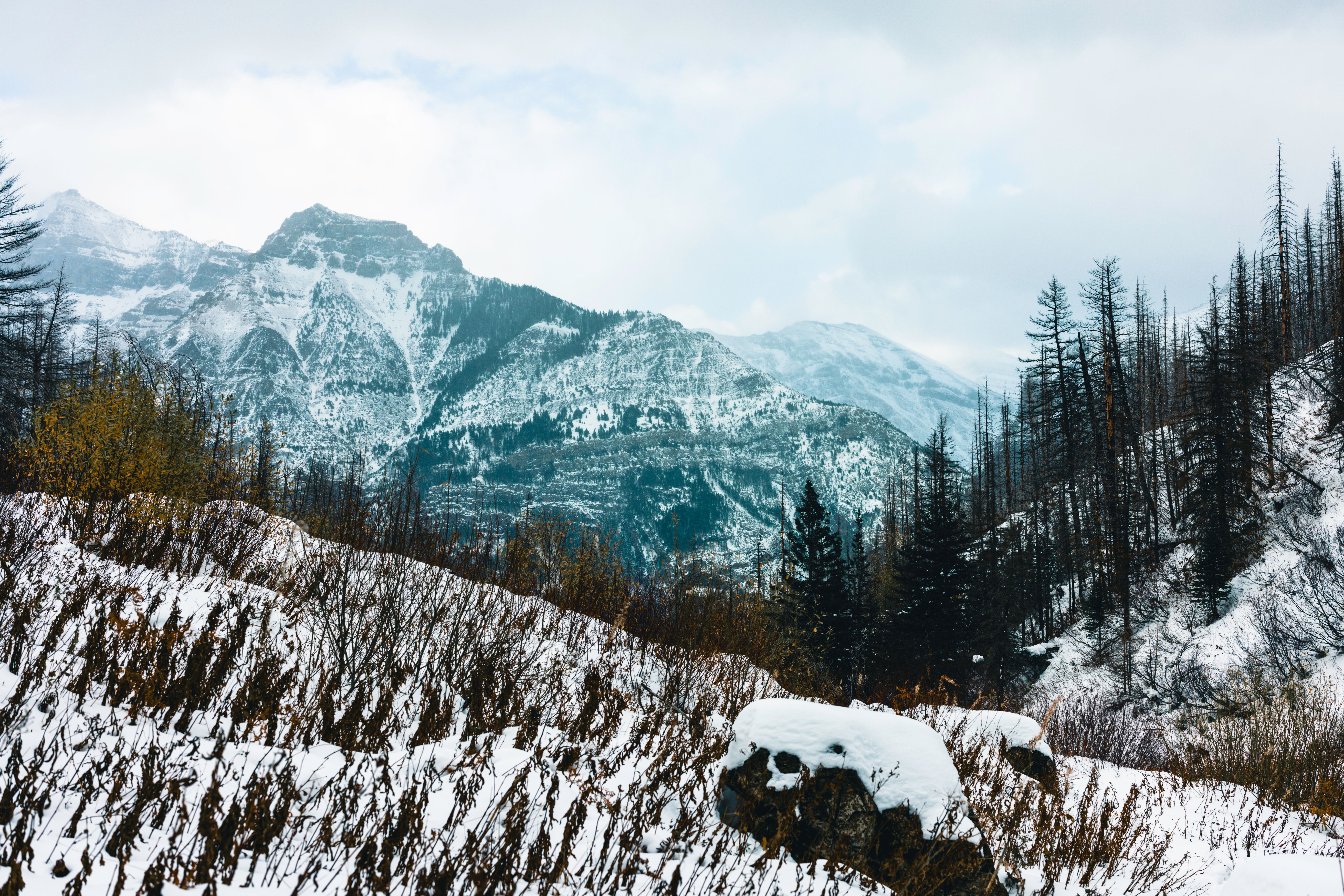 Conifers in Snow Near Mountains in Canada · Free Stock Photo