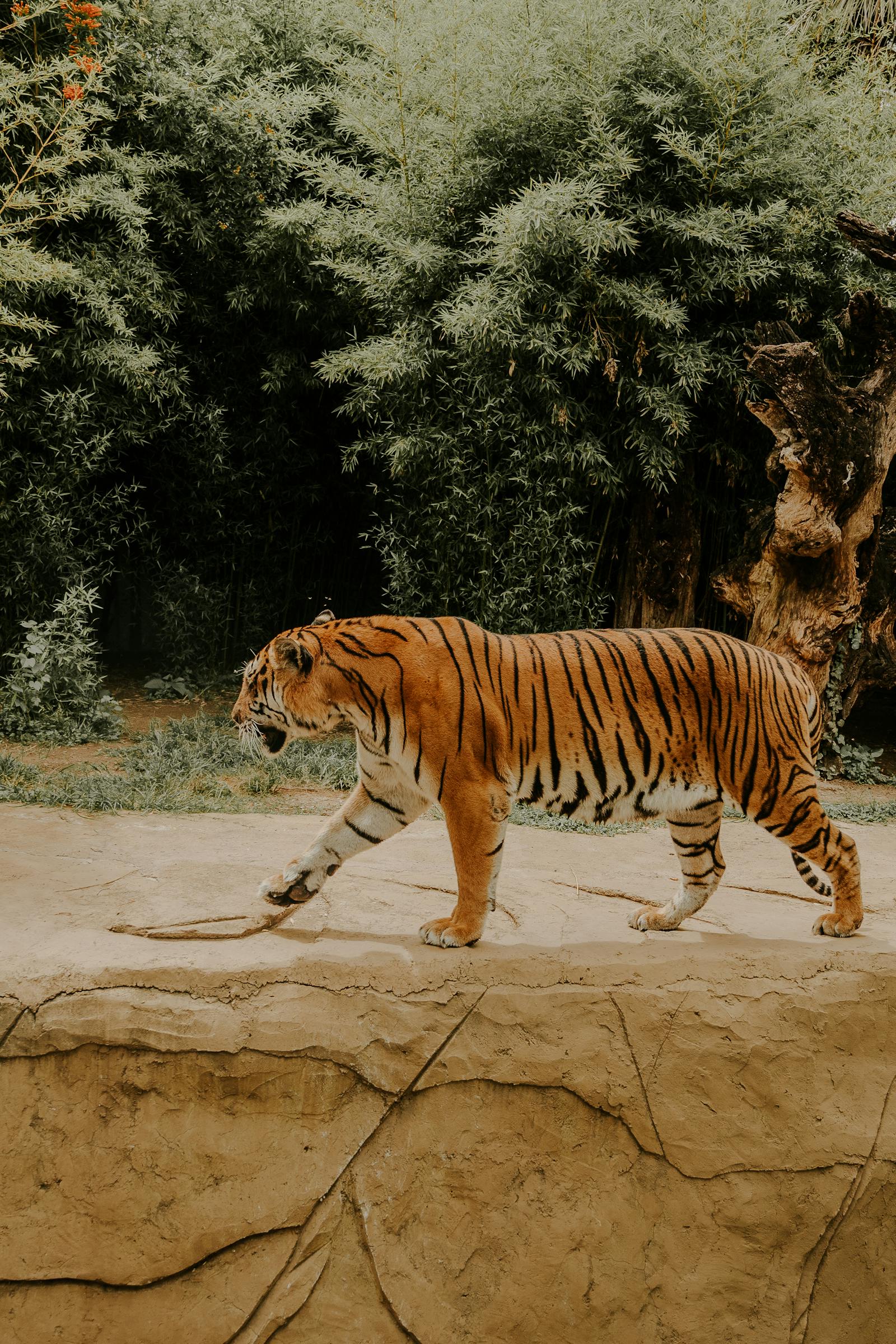 Tiger Poses Photos, Download The BEST Free Tiger Poses Stock Photos ...
