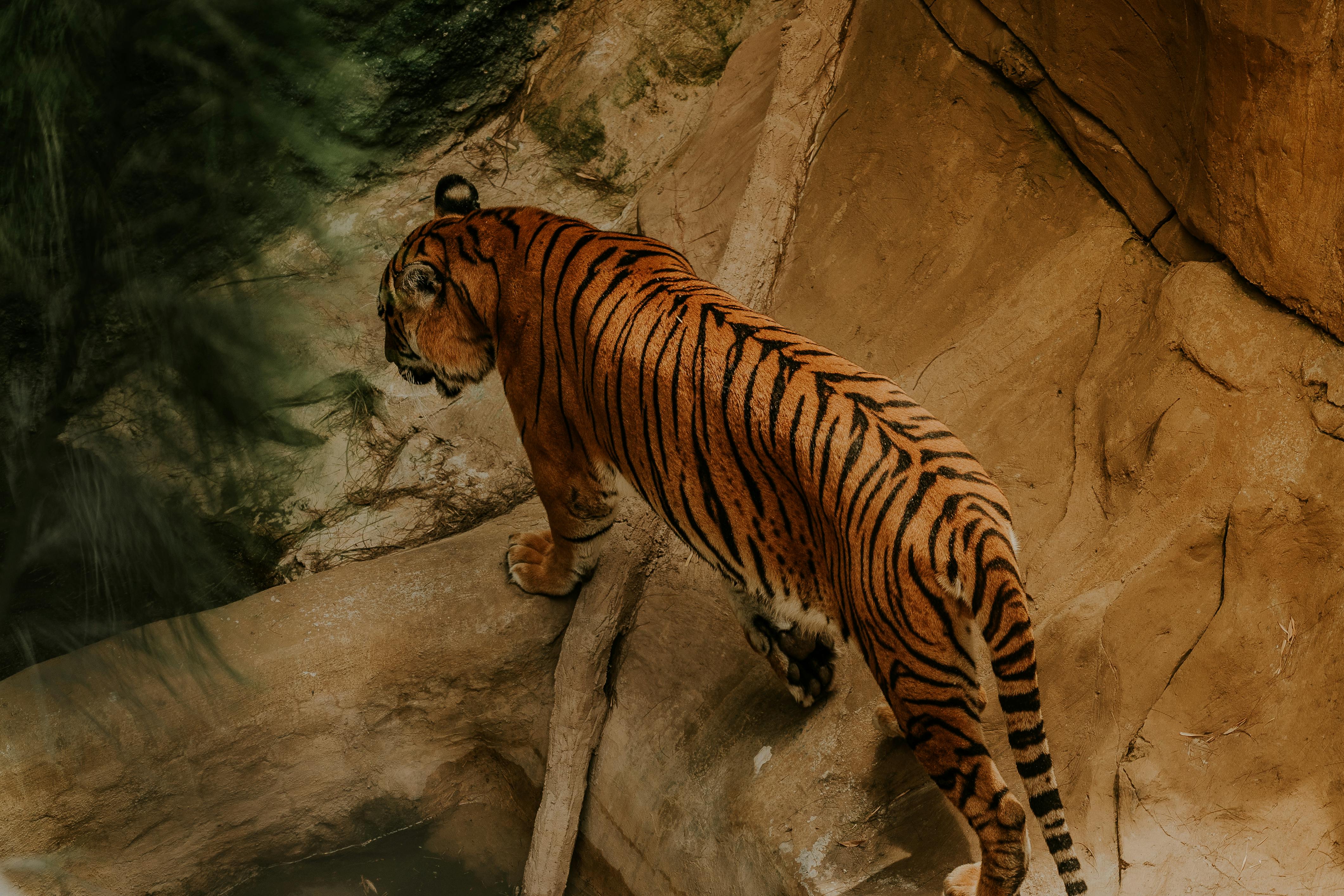 Close-up of Tiger · Free Stock Photo