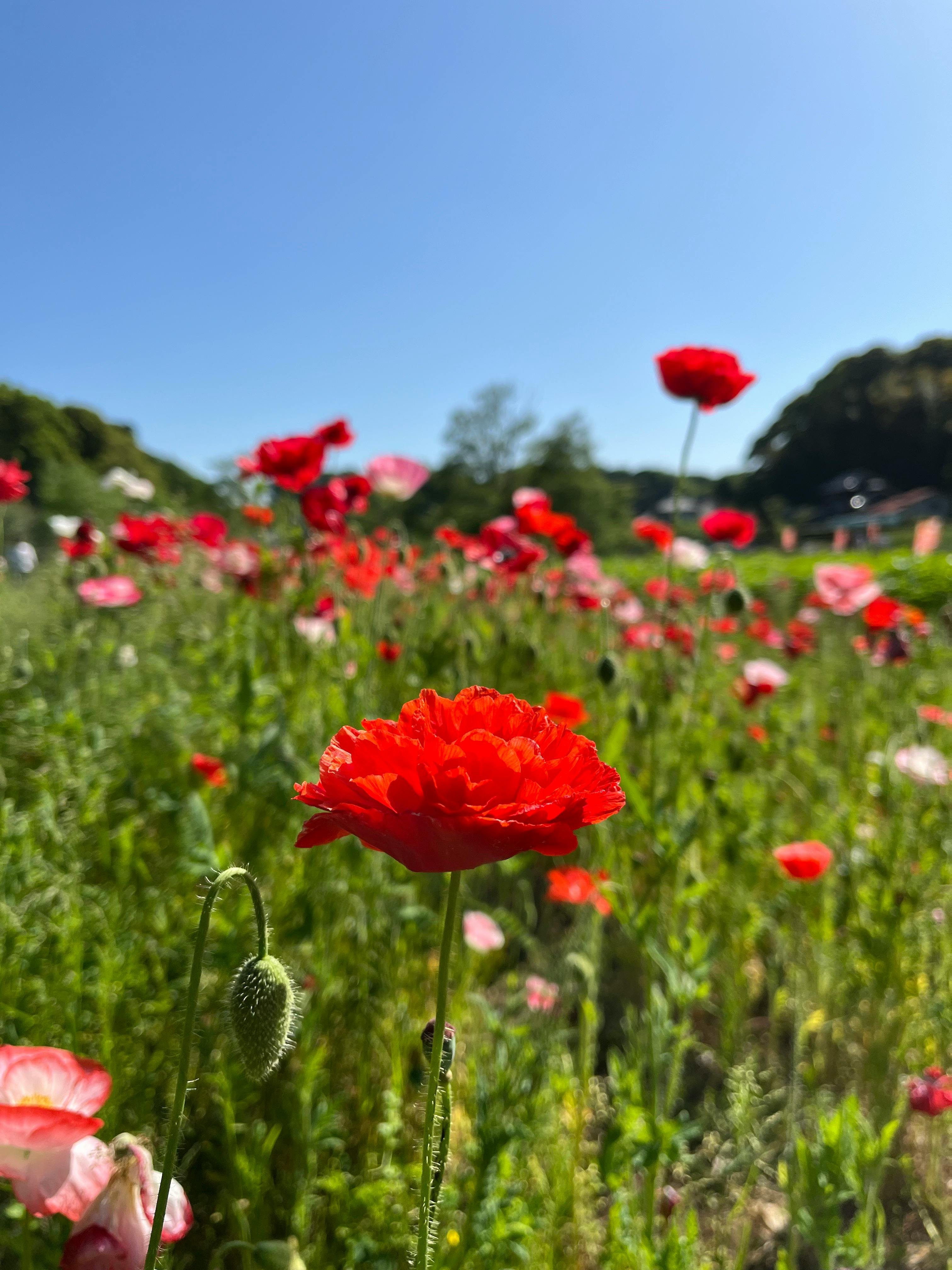 Red Poppy on Meadow · Free Stock Photo
