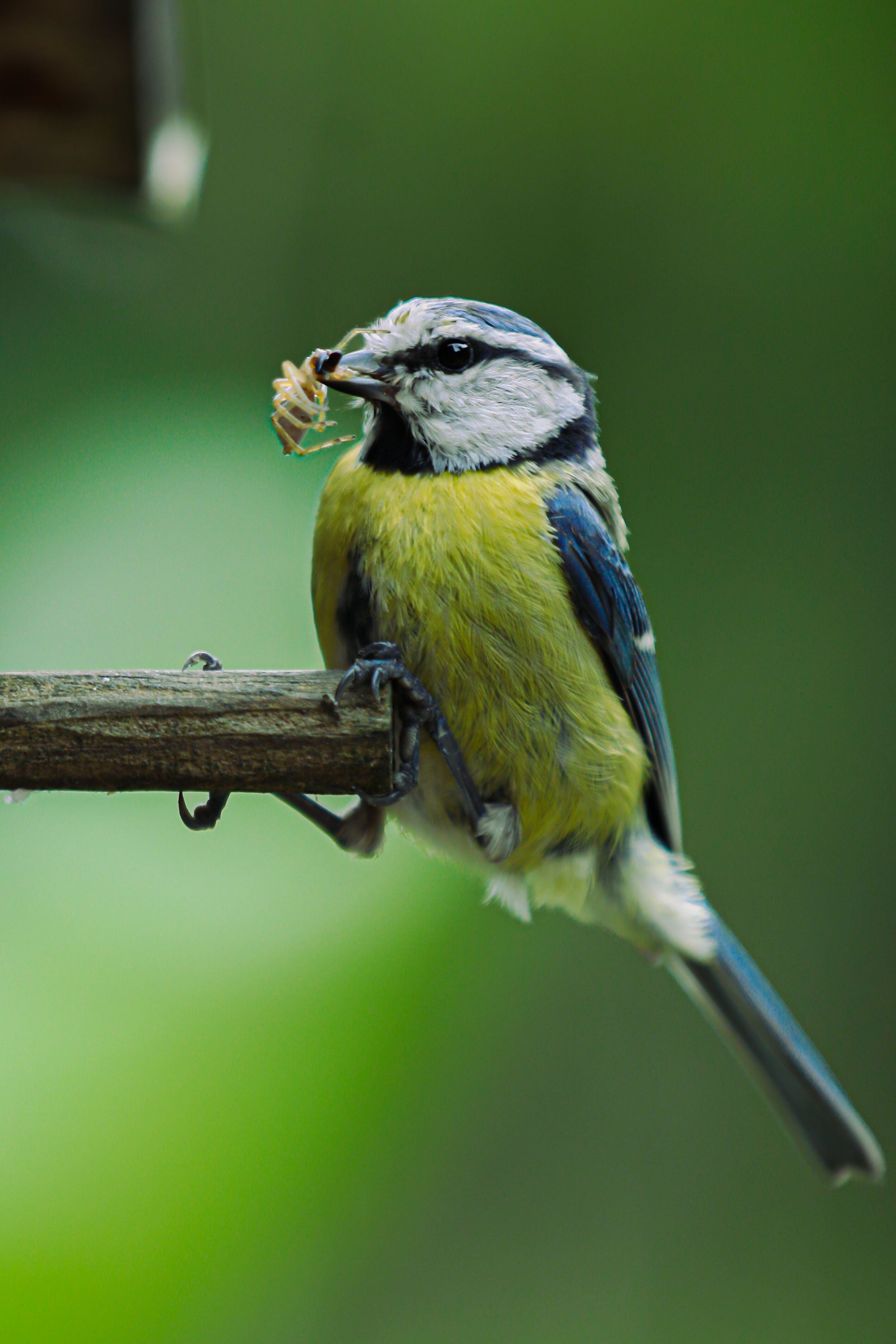 Colorful Small Bird Sitting on a Branch and Eating an Insect · Free ...