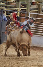 Bull Riding Photos, Download The BEST Free Bull Riding Stock Photos ...
