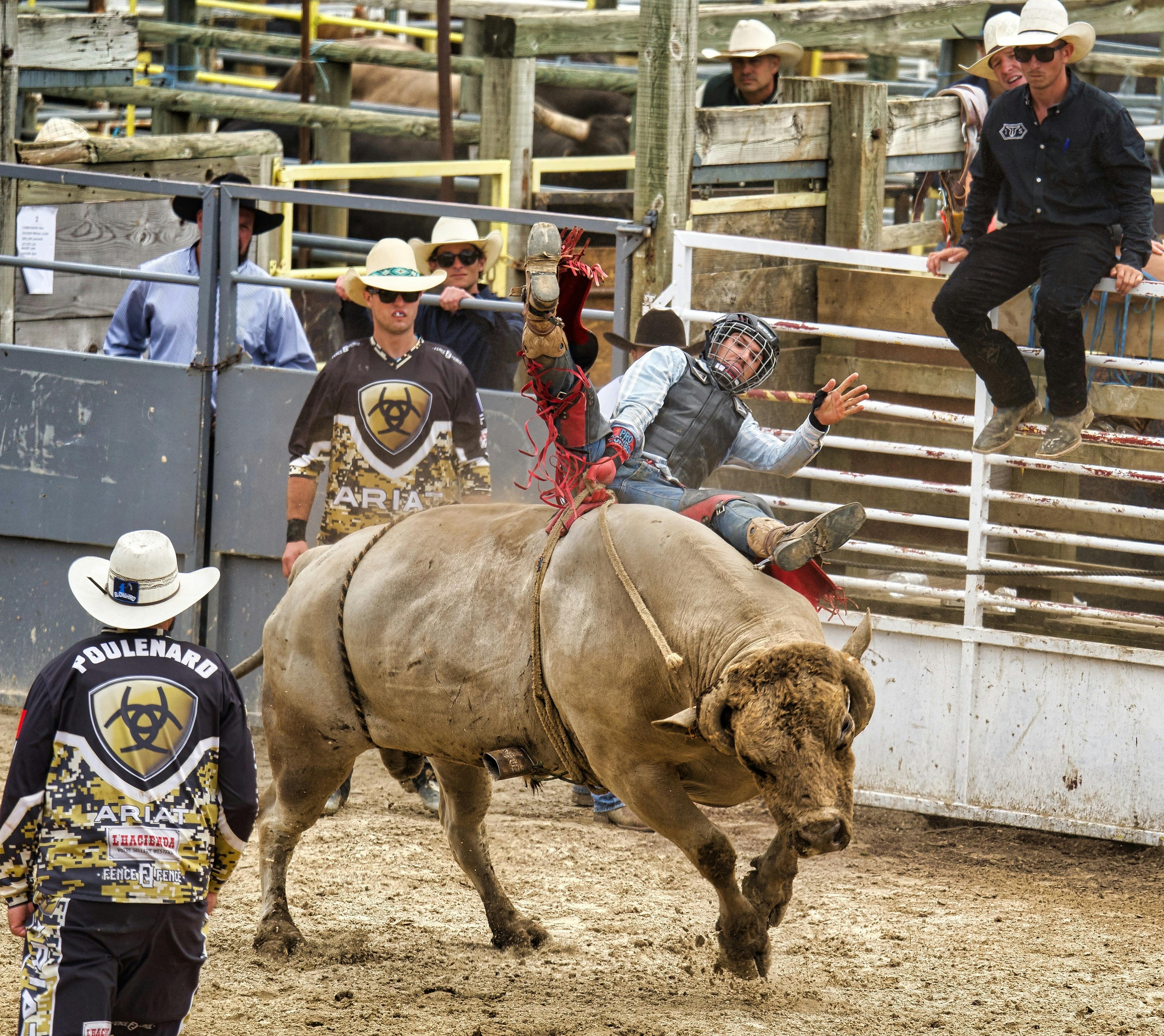 Bull Riding Photos, Download The BEST Free Bull Riding Stock Photos ...