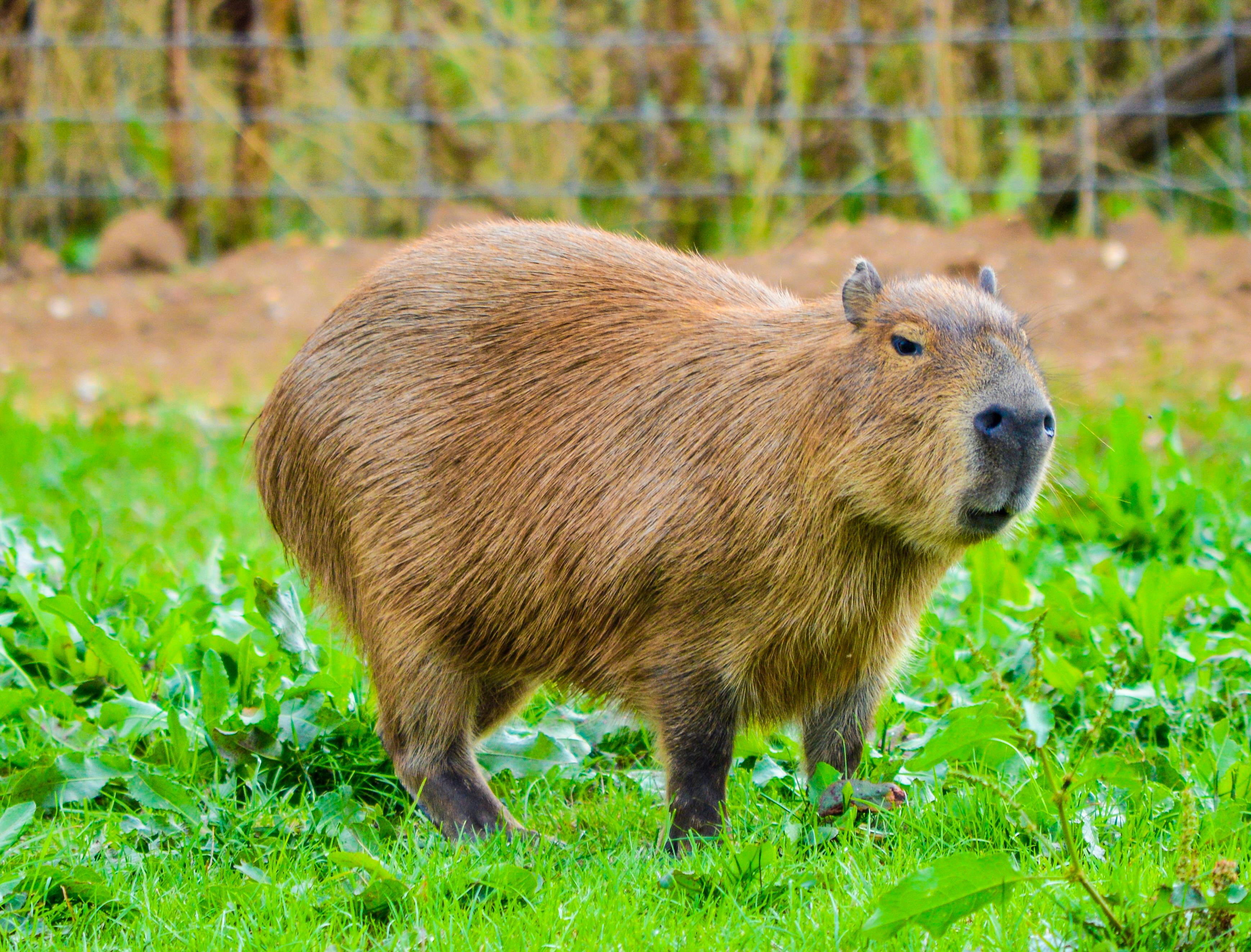 Hairy Capibara Standing on the Grass · Free Stock Photo