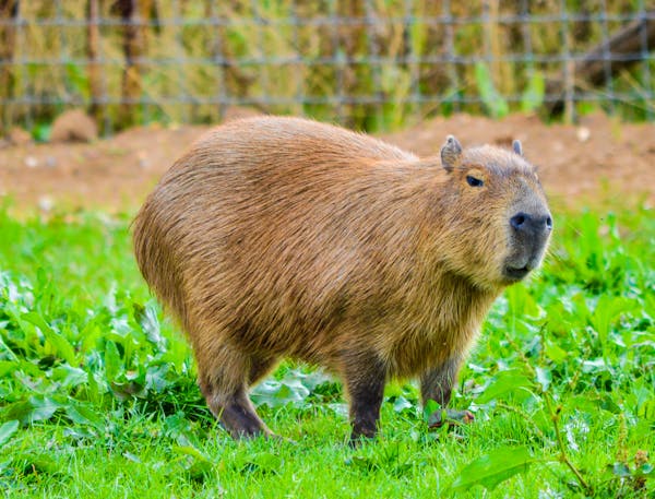 Cute Capybara Photos, Download The BEST Free Cute Capybara Stock Photos ...