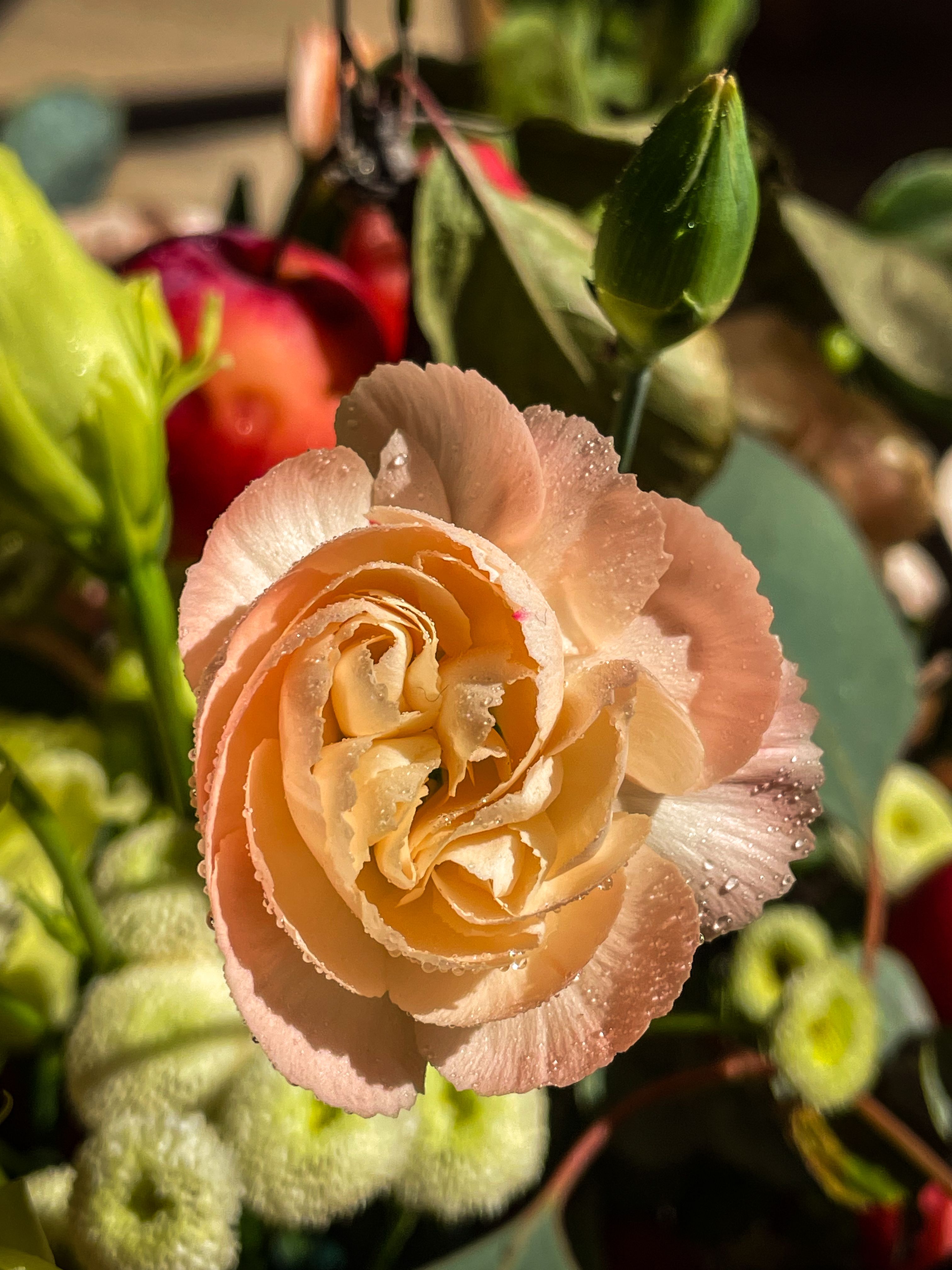 flower · Free Stock Photo