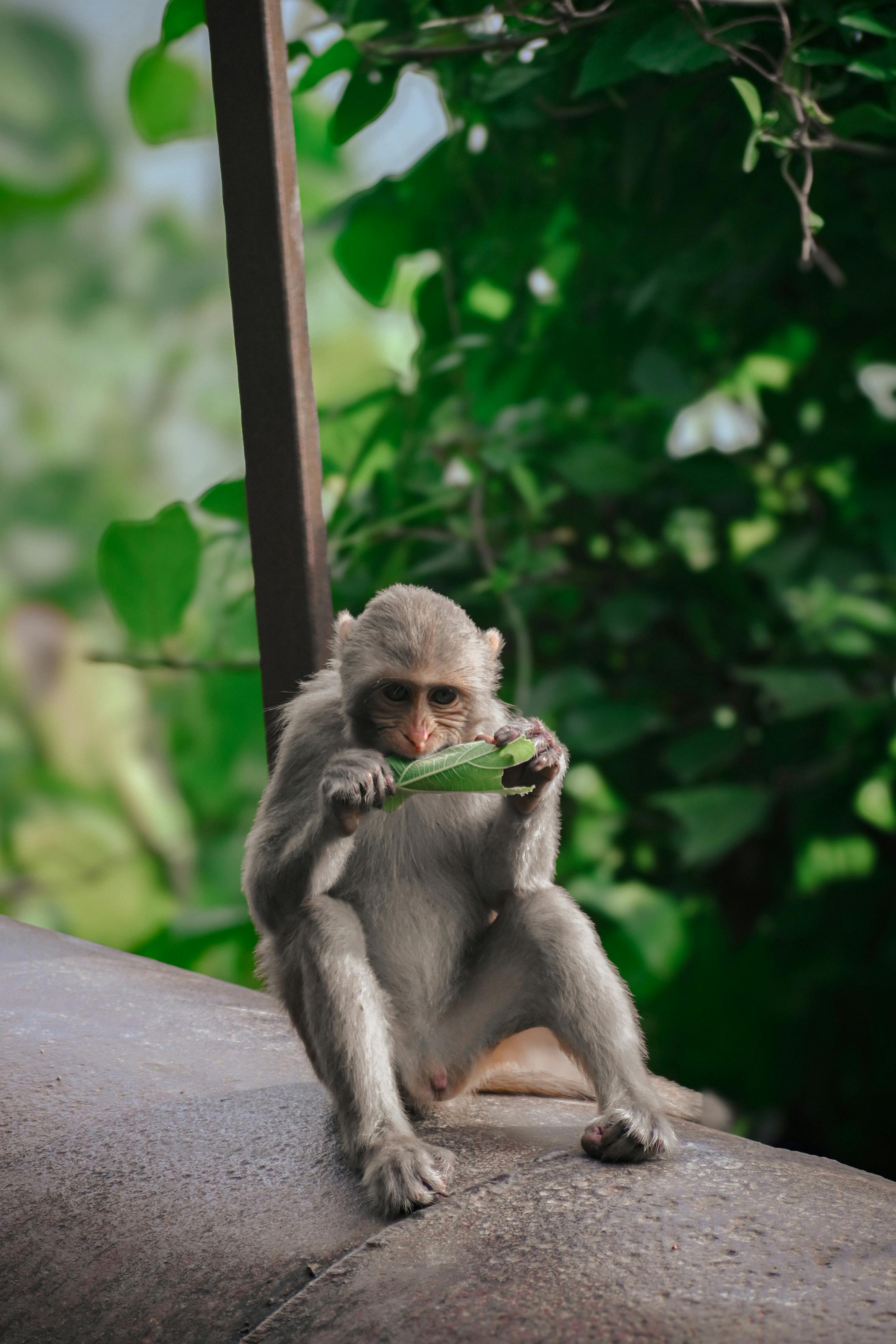 Monkey eating a cucumber · Free Stock Photo