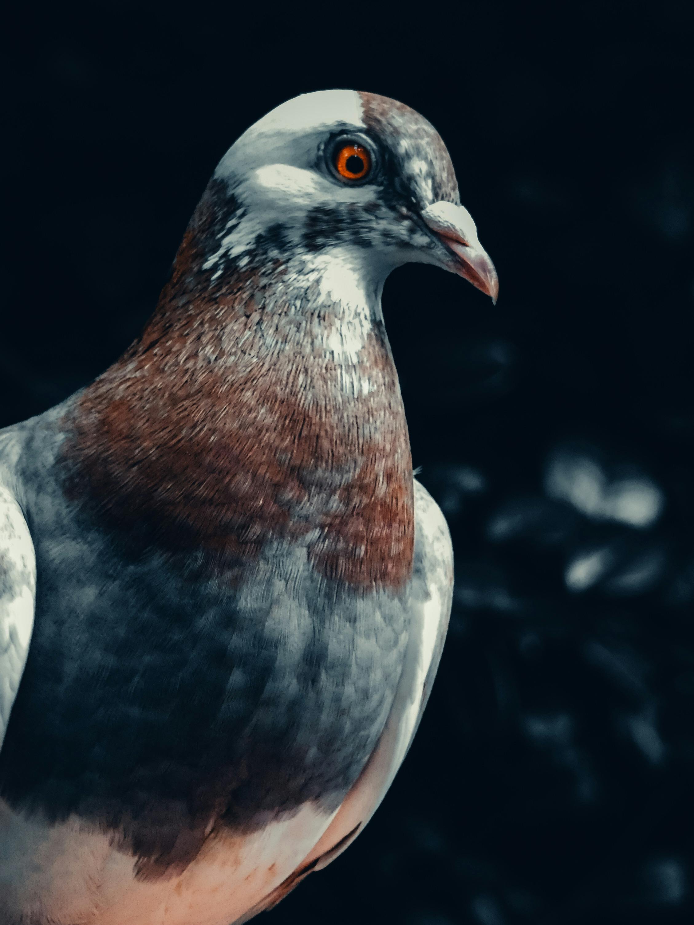Close-Up Photography of Pigeon · Free Stock Photo