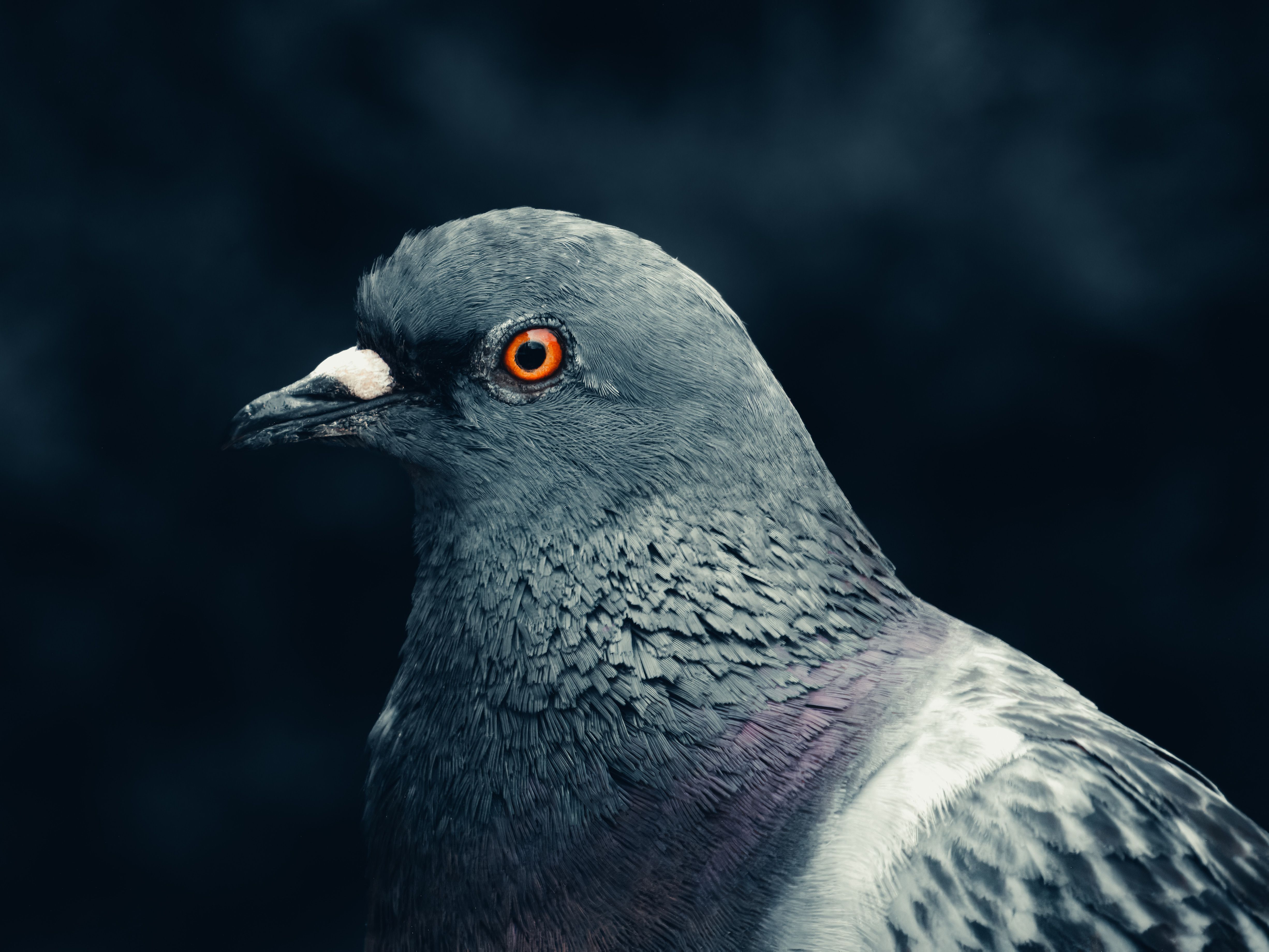 Close-up Portrait of a Pigeon with Bright Orange Eye · Free Stock Photo