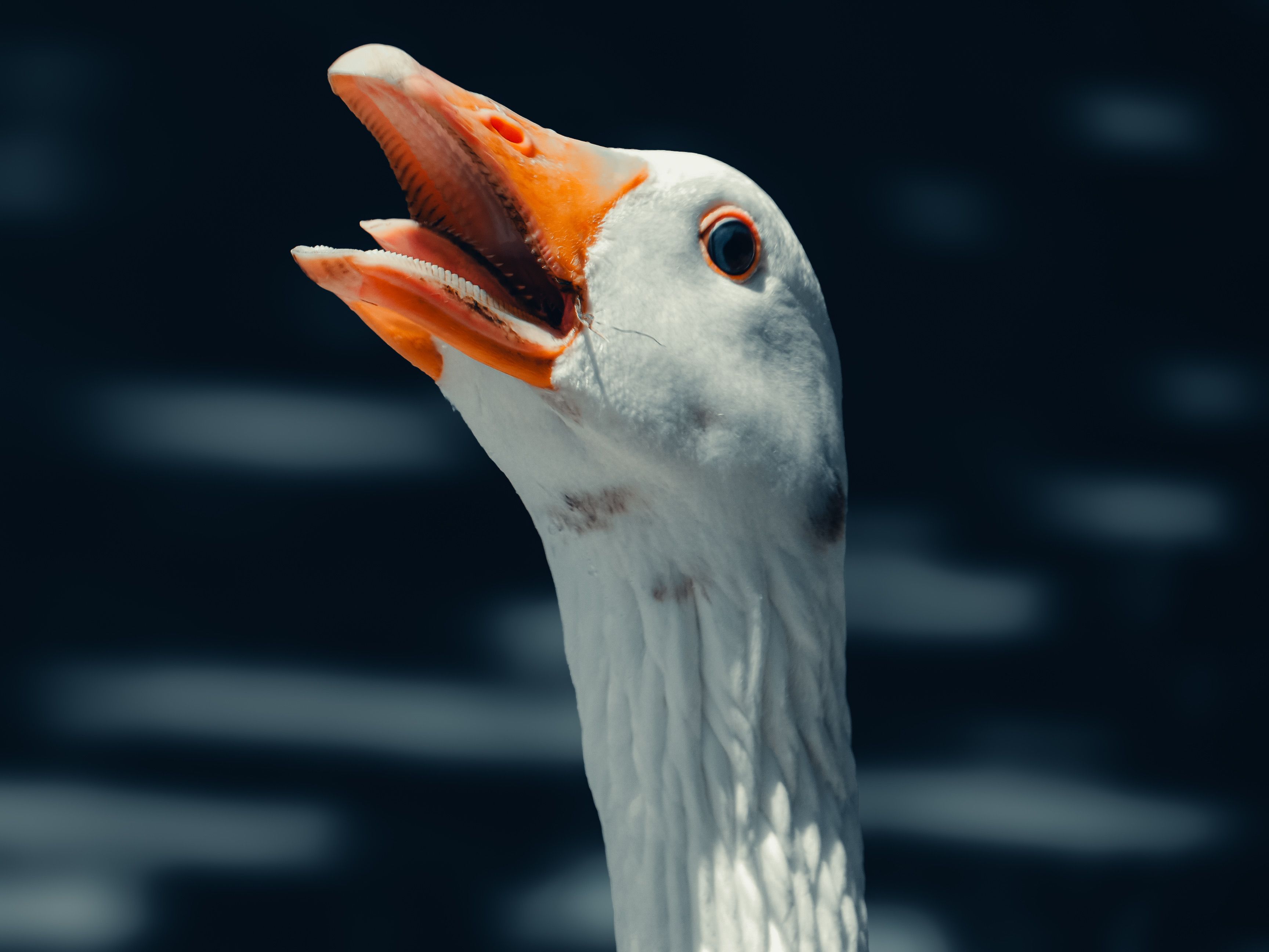 Close-Up of a Goose in Natural Light · Free Stock Photo