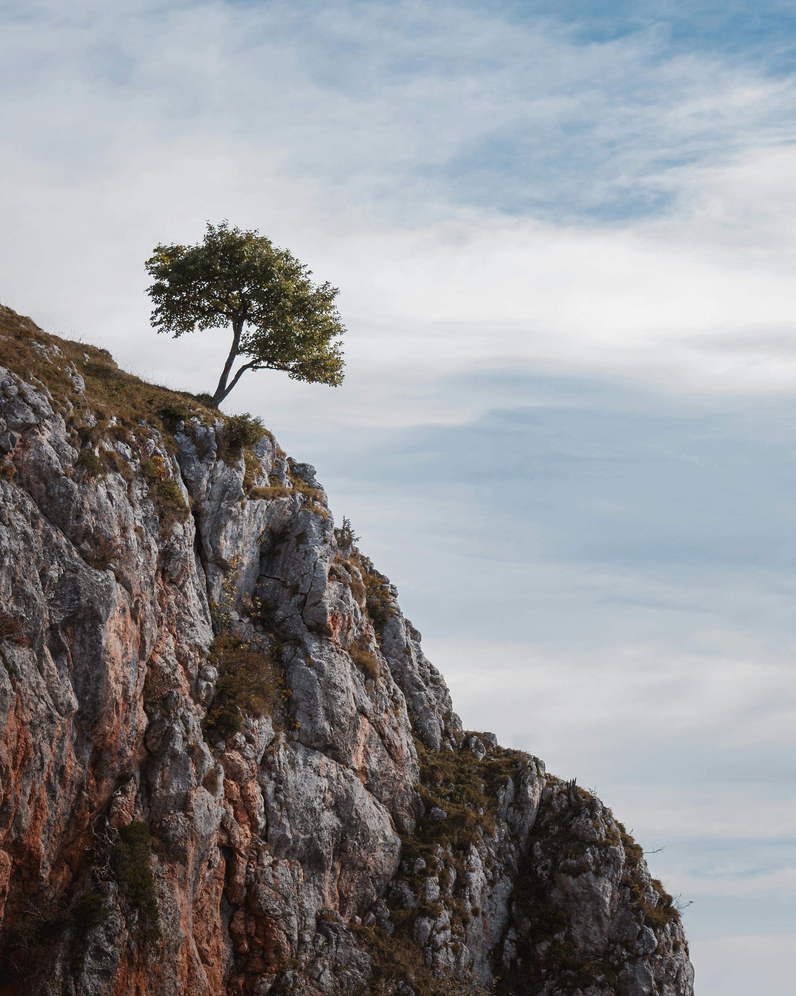 Cliffside Tree · Free Stock Photo