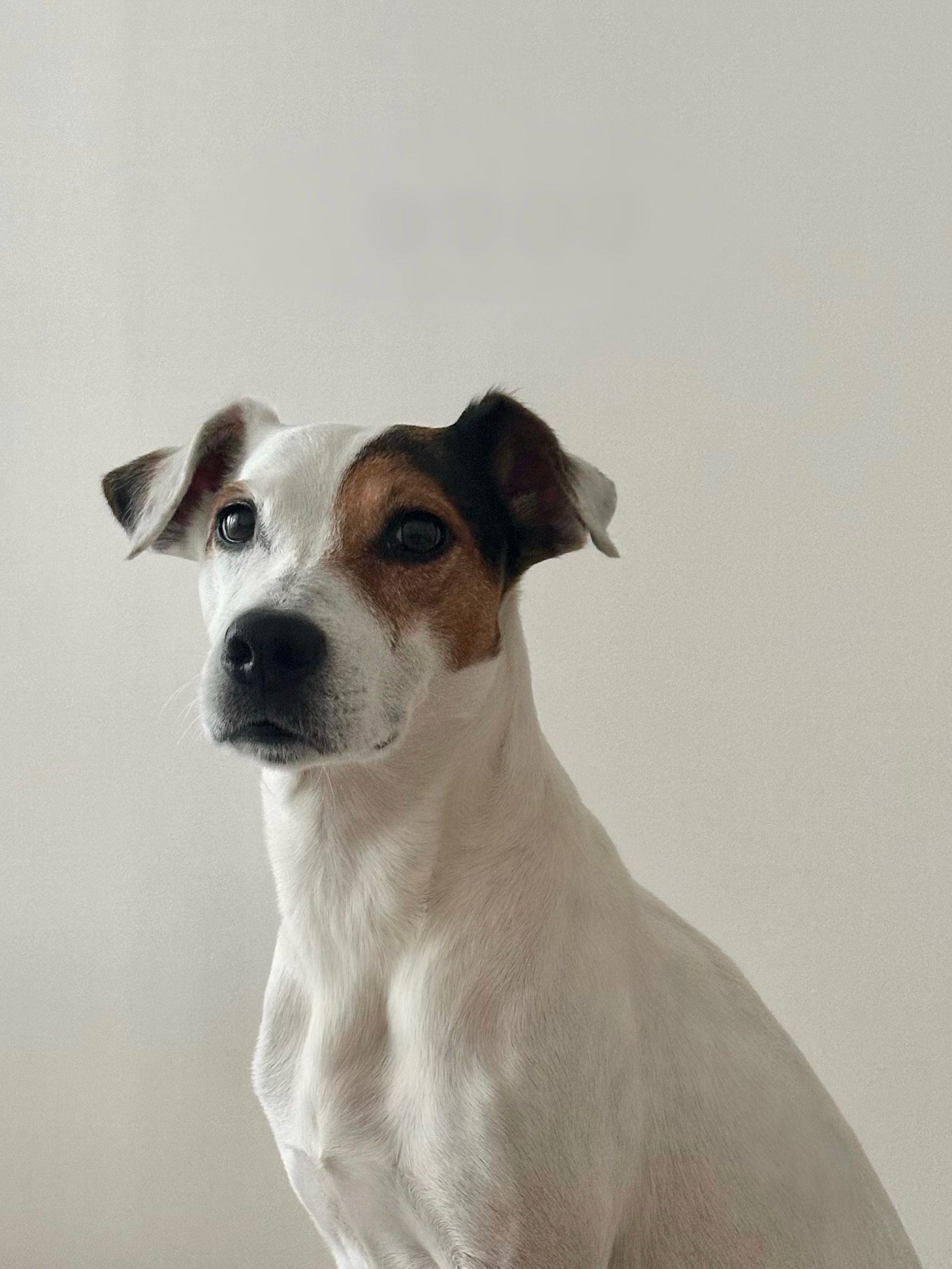 Dog Face Image Photos, Download The BEST Free Dog Face Image Stock ...