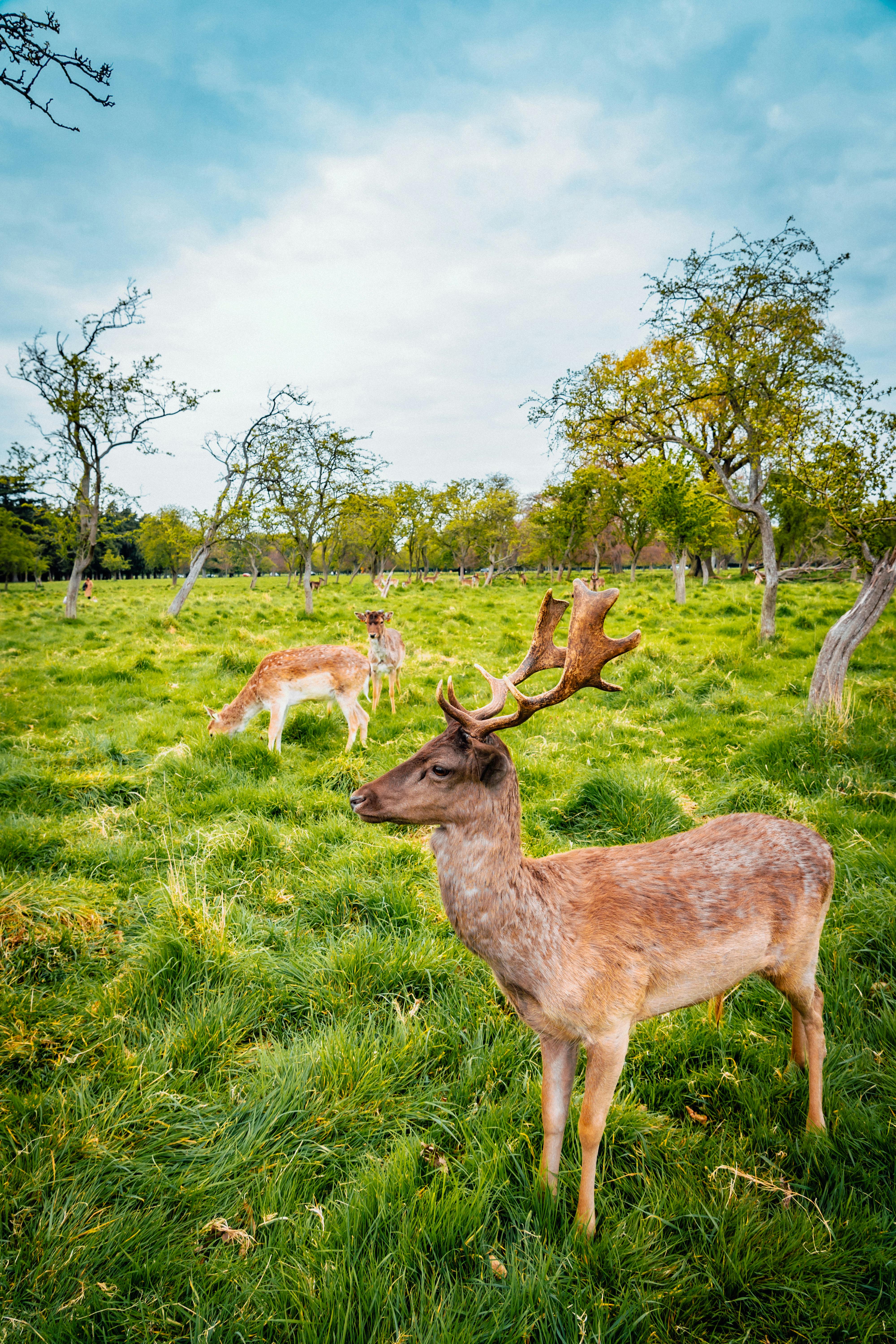 Deer · Free Stock Photo