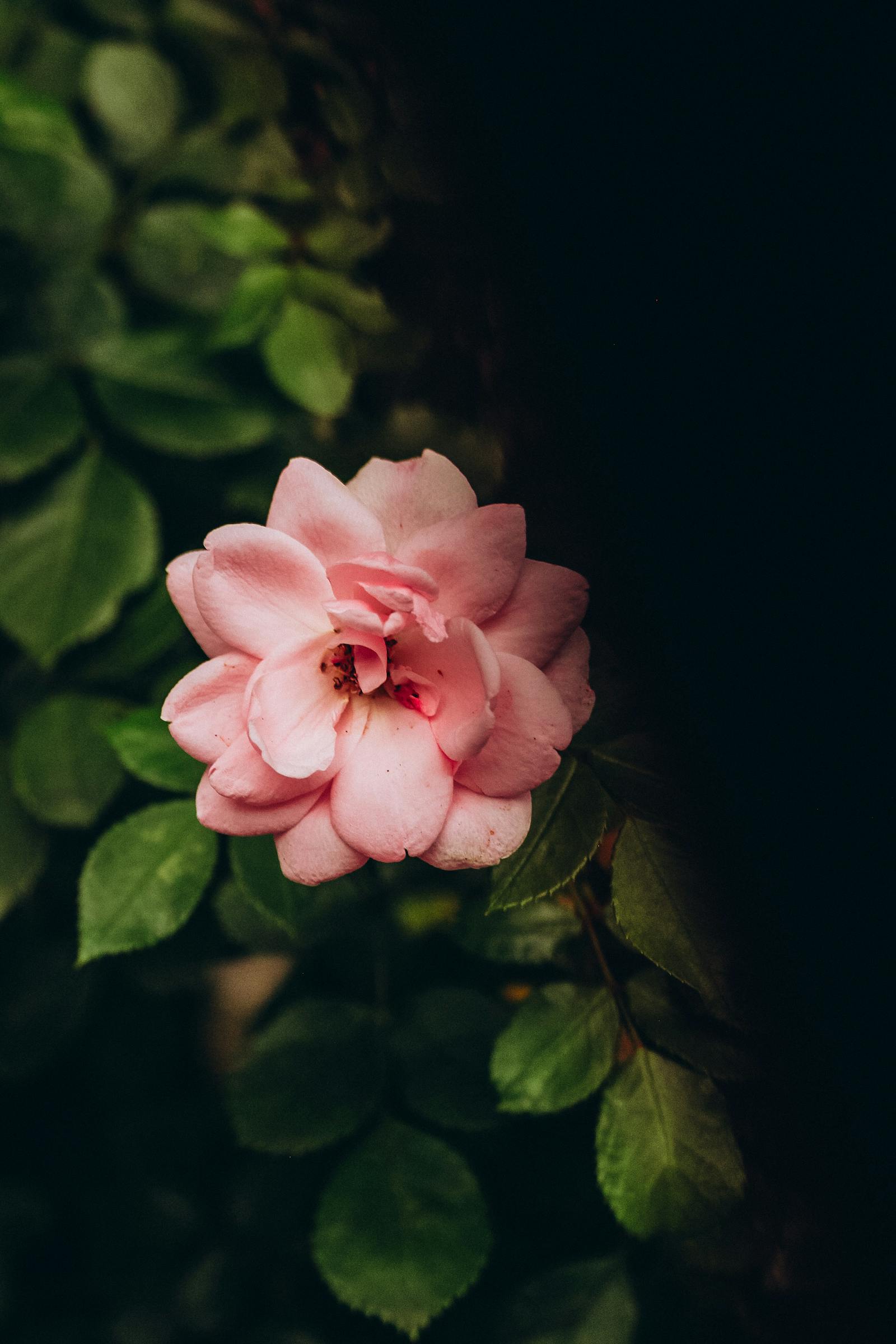 Rose Flower Wallpaper Photos, Download The BEST Free Rose Flower ...