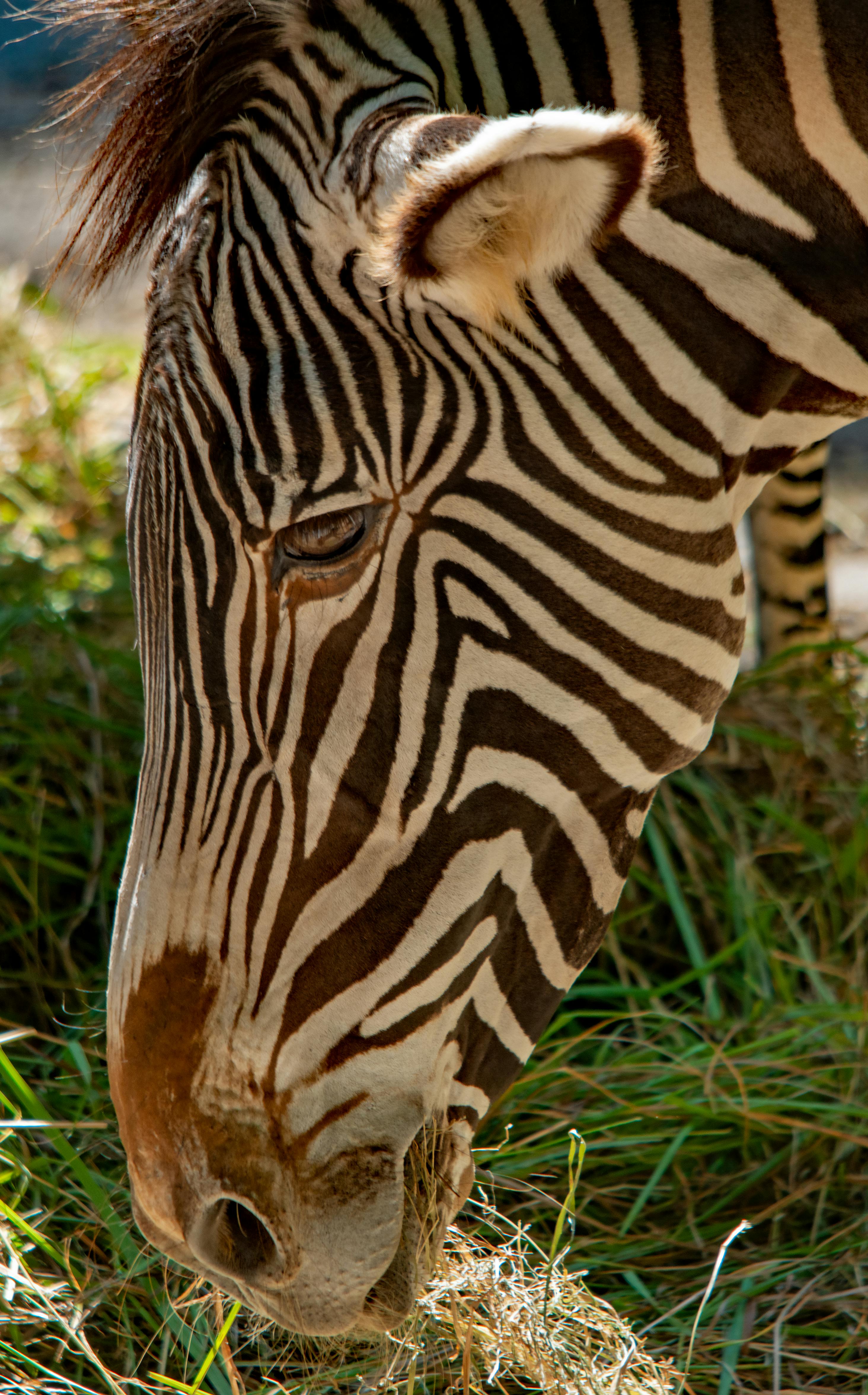 Zebra Near Log and Bushes · Free Stock Photo
