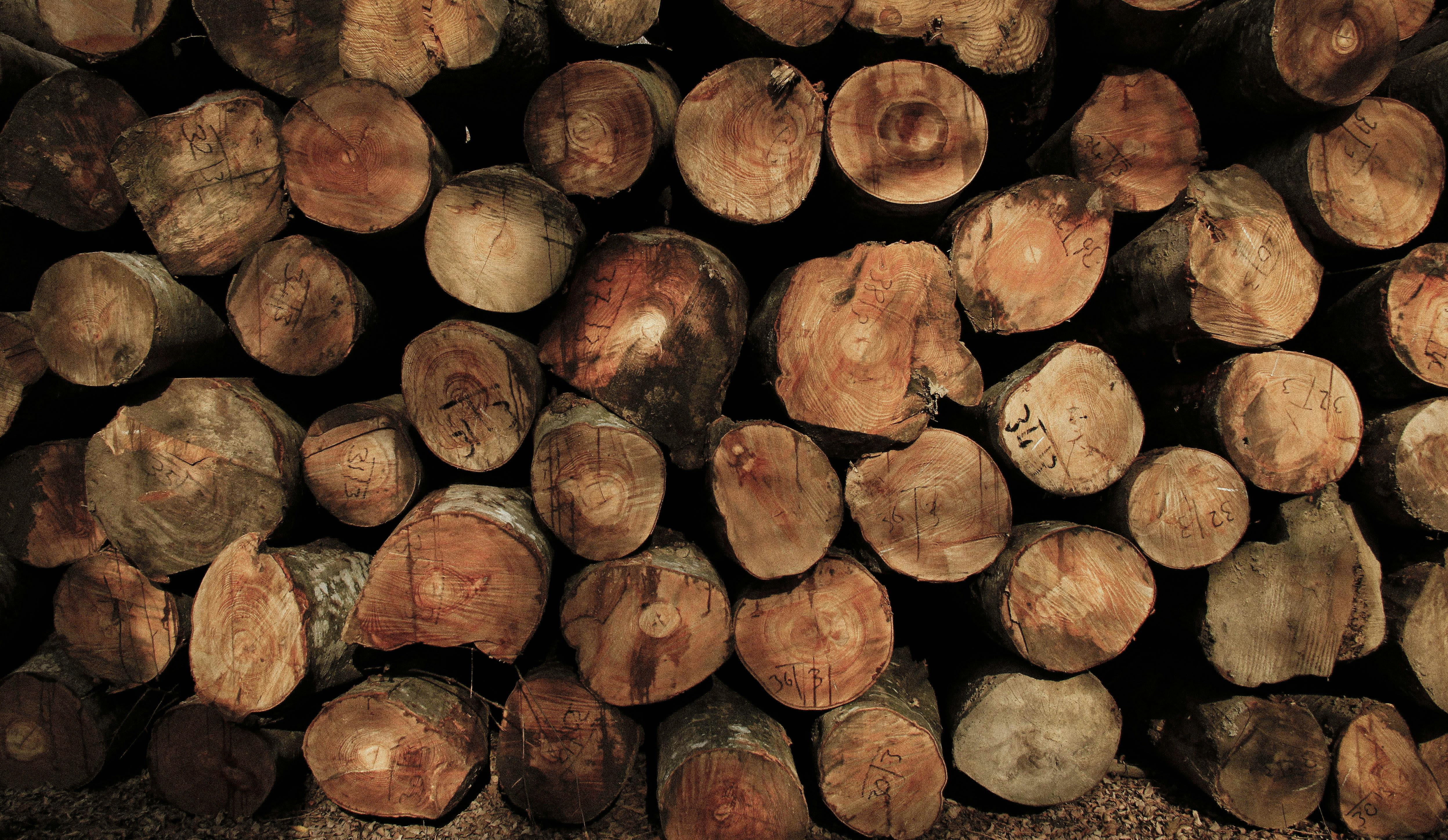 Stack of Cut Logs in Marmaris, Turkey · Free Stock Photo