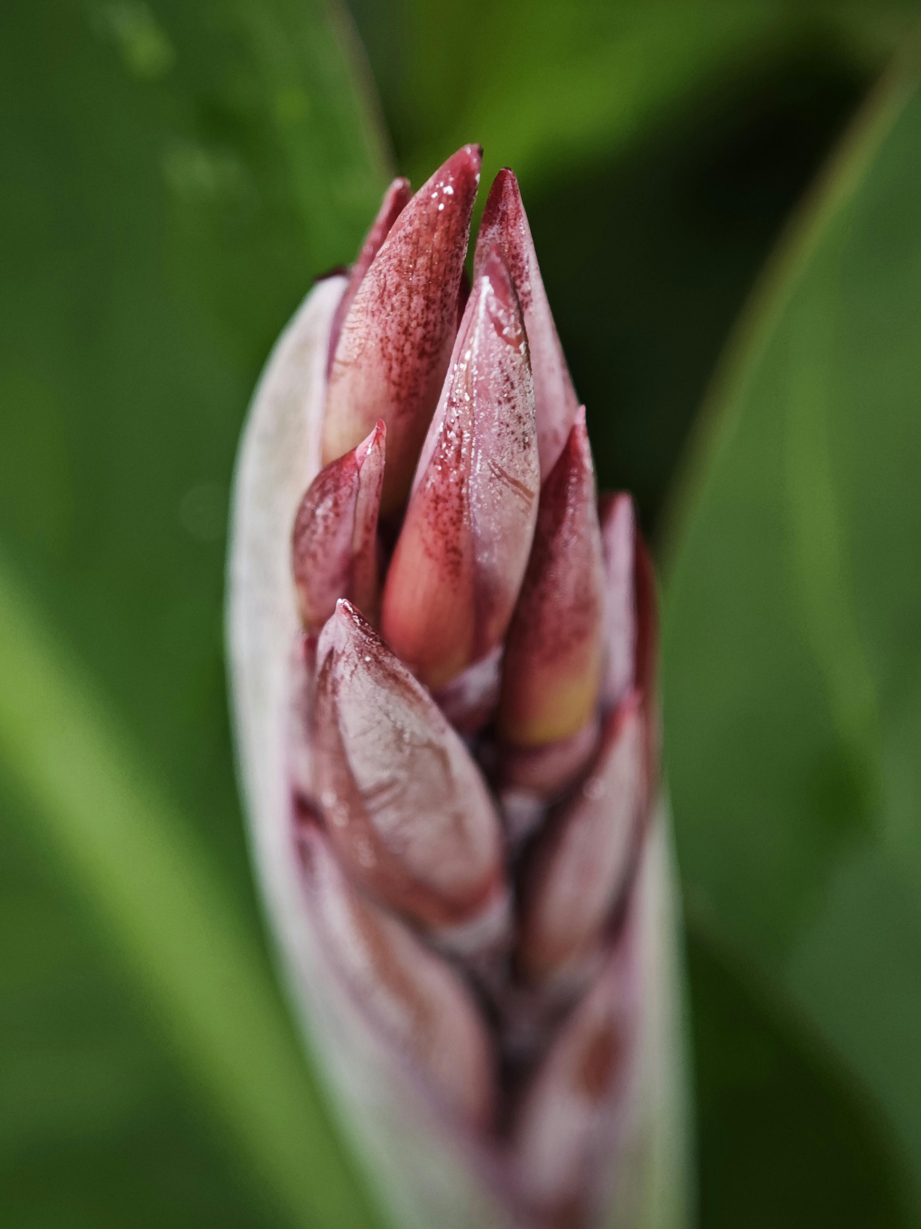 A close up of a flower bud on a plant · Free Stock Photo