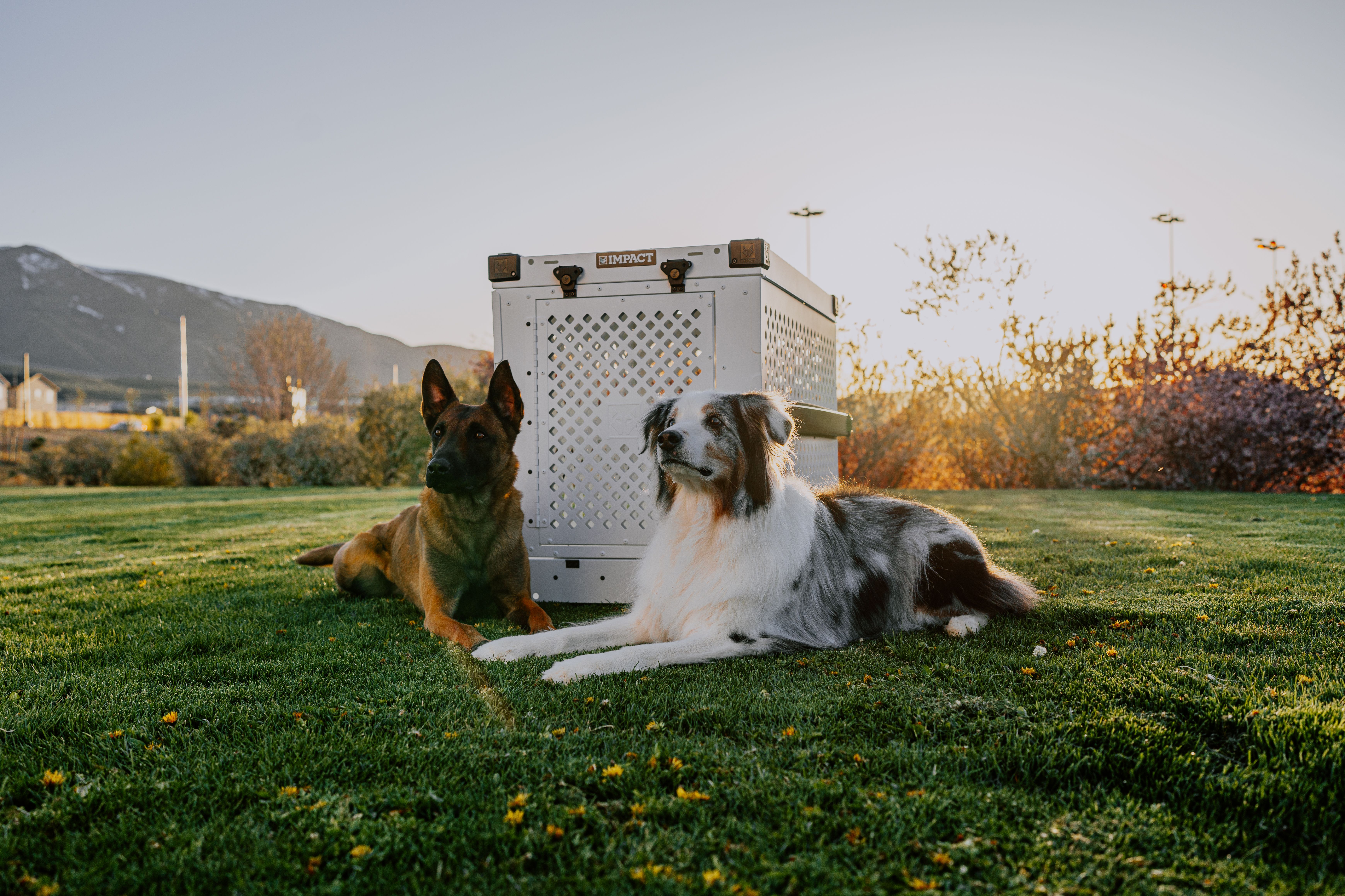Serenidad Al Atardecer: Jaula Para Perros Impact Y Dos Perros ...