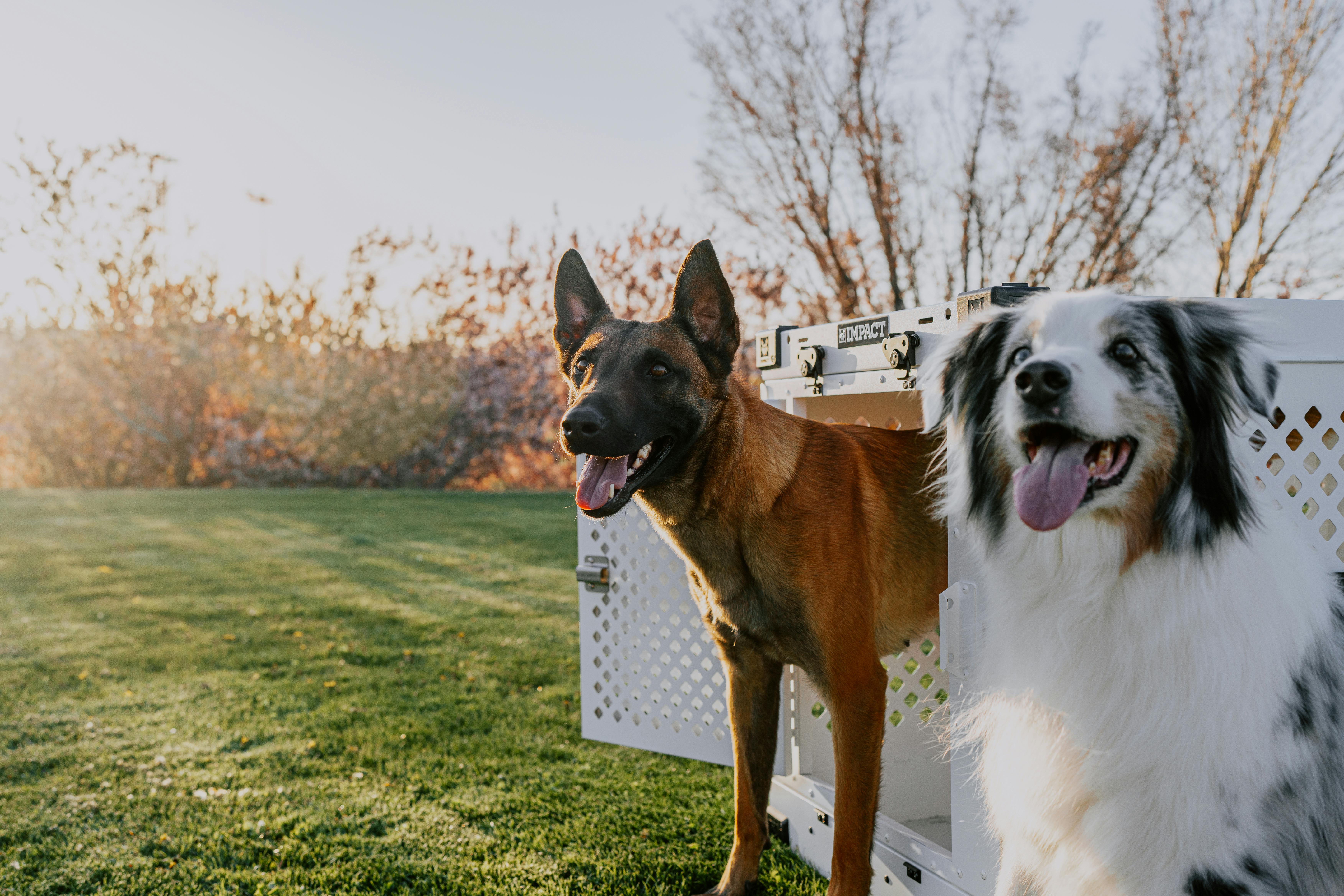 Impact Dog Crate at Sunset: Two Dogs Having Fun in the Park · Free ...