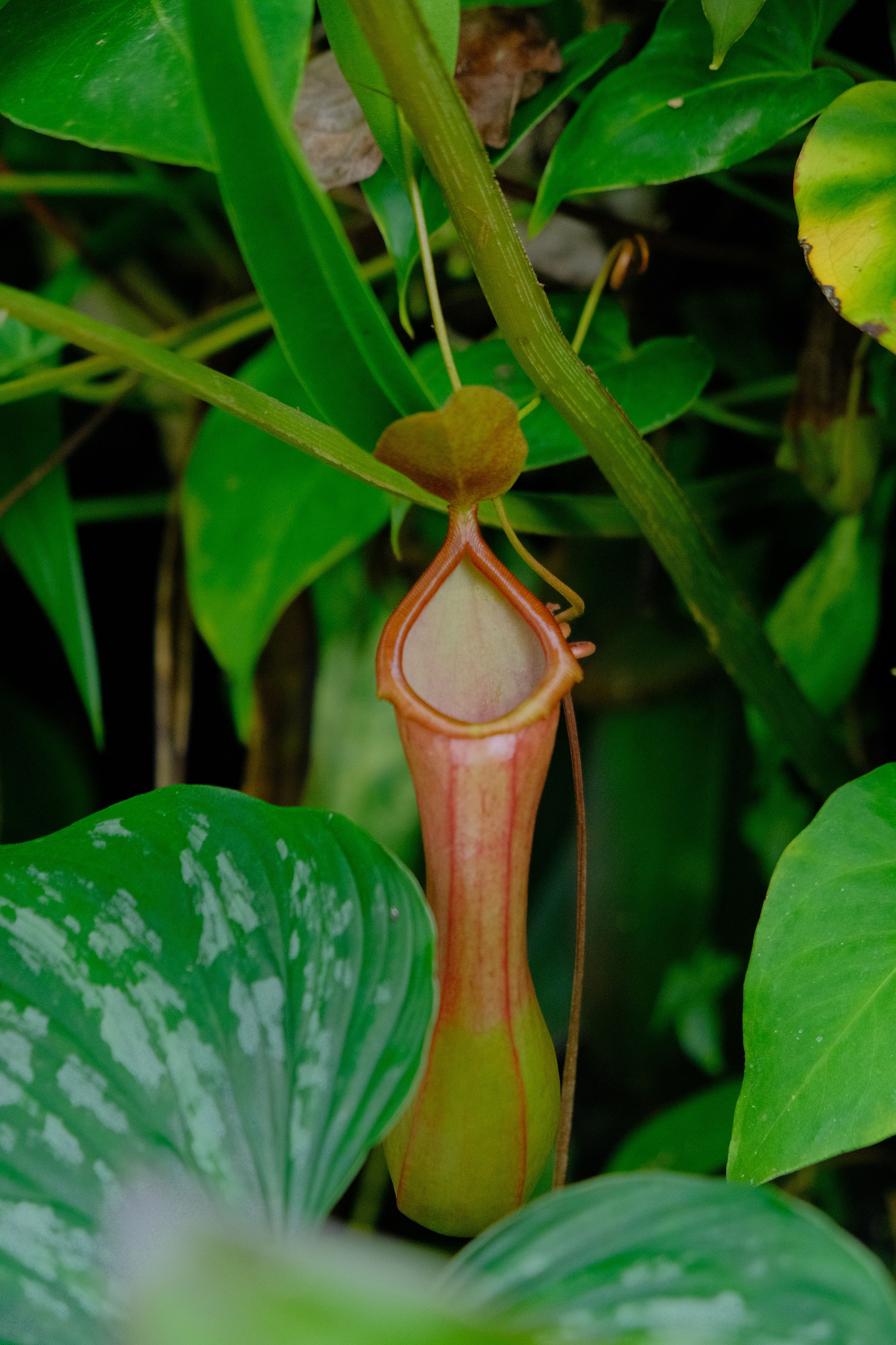 A pitcher plant is hanging from a plant · Free Stock Photo