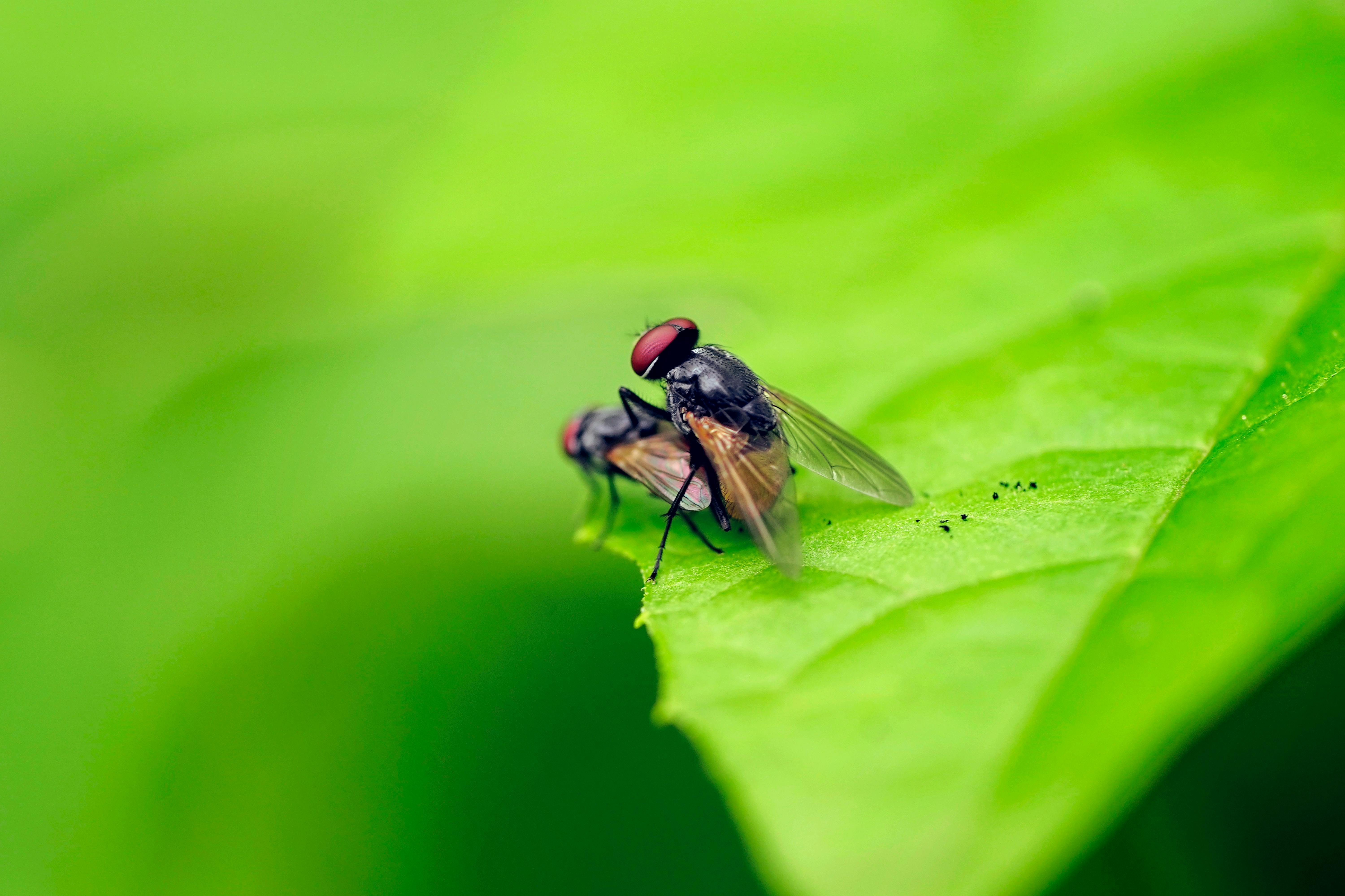 Macro photography of flies · Free Stock Photo