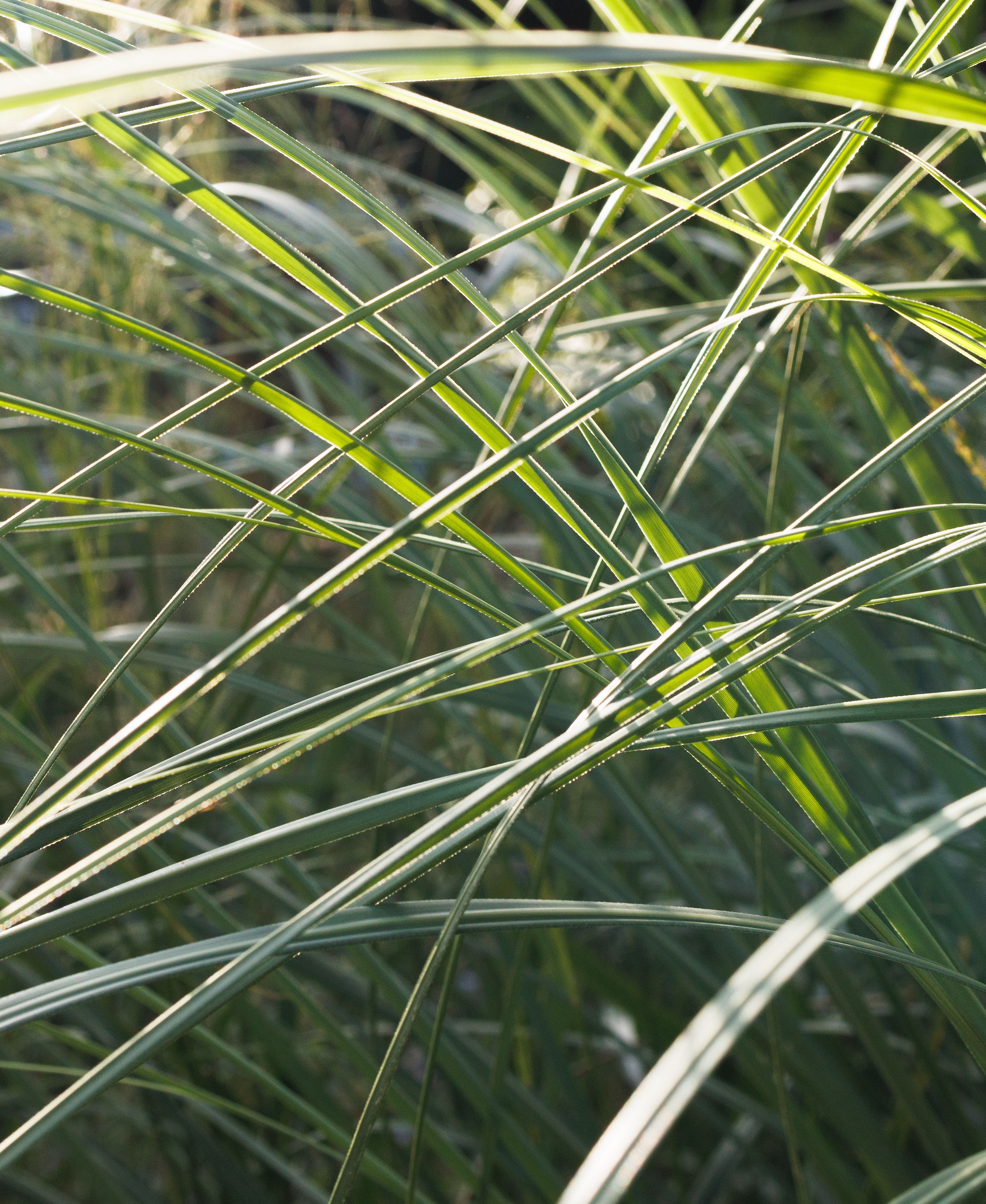 A close up of some grass with long, thin blades · Free Stock Photo