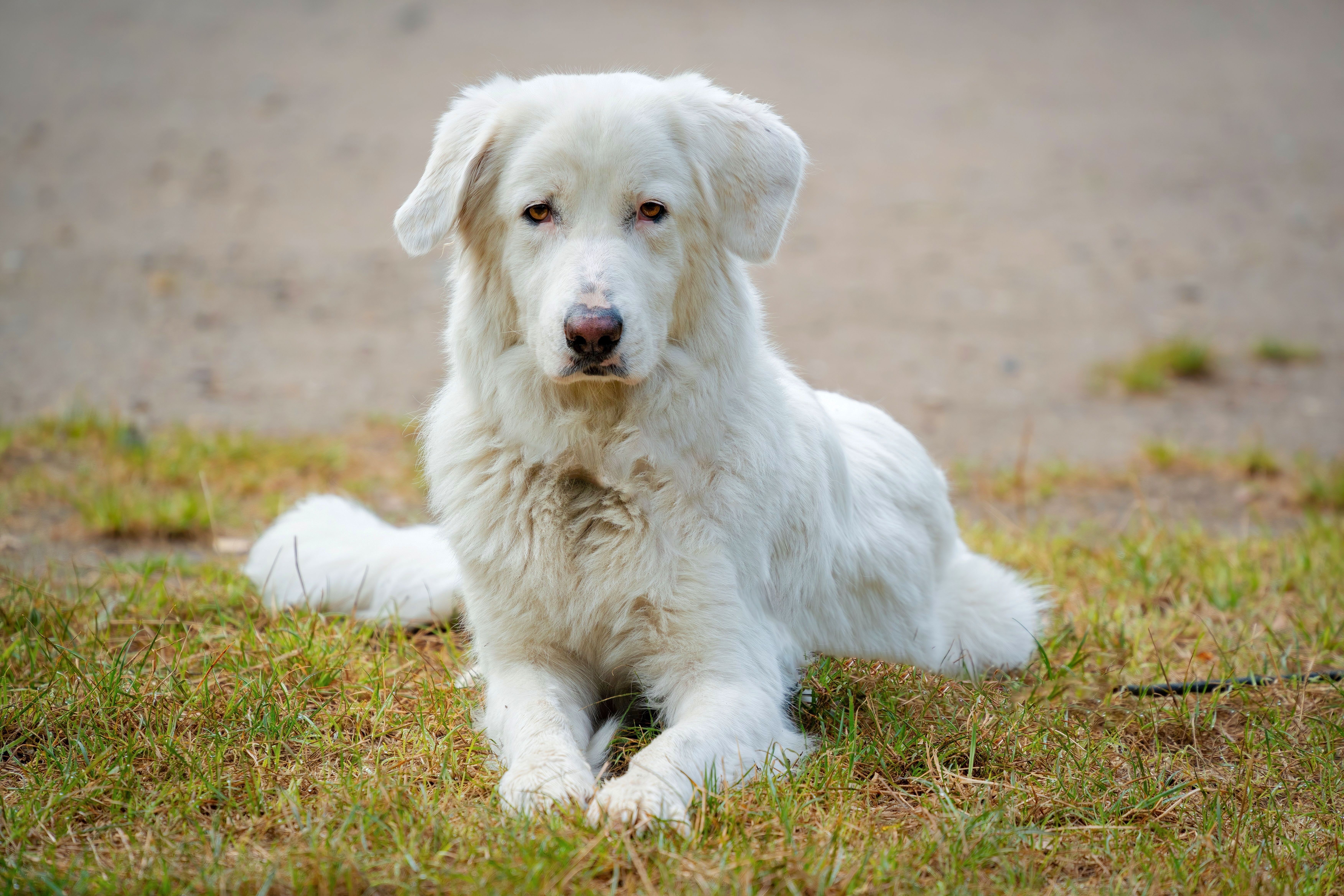 Maremmen Abruzzen Hund · Free Stock Photo