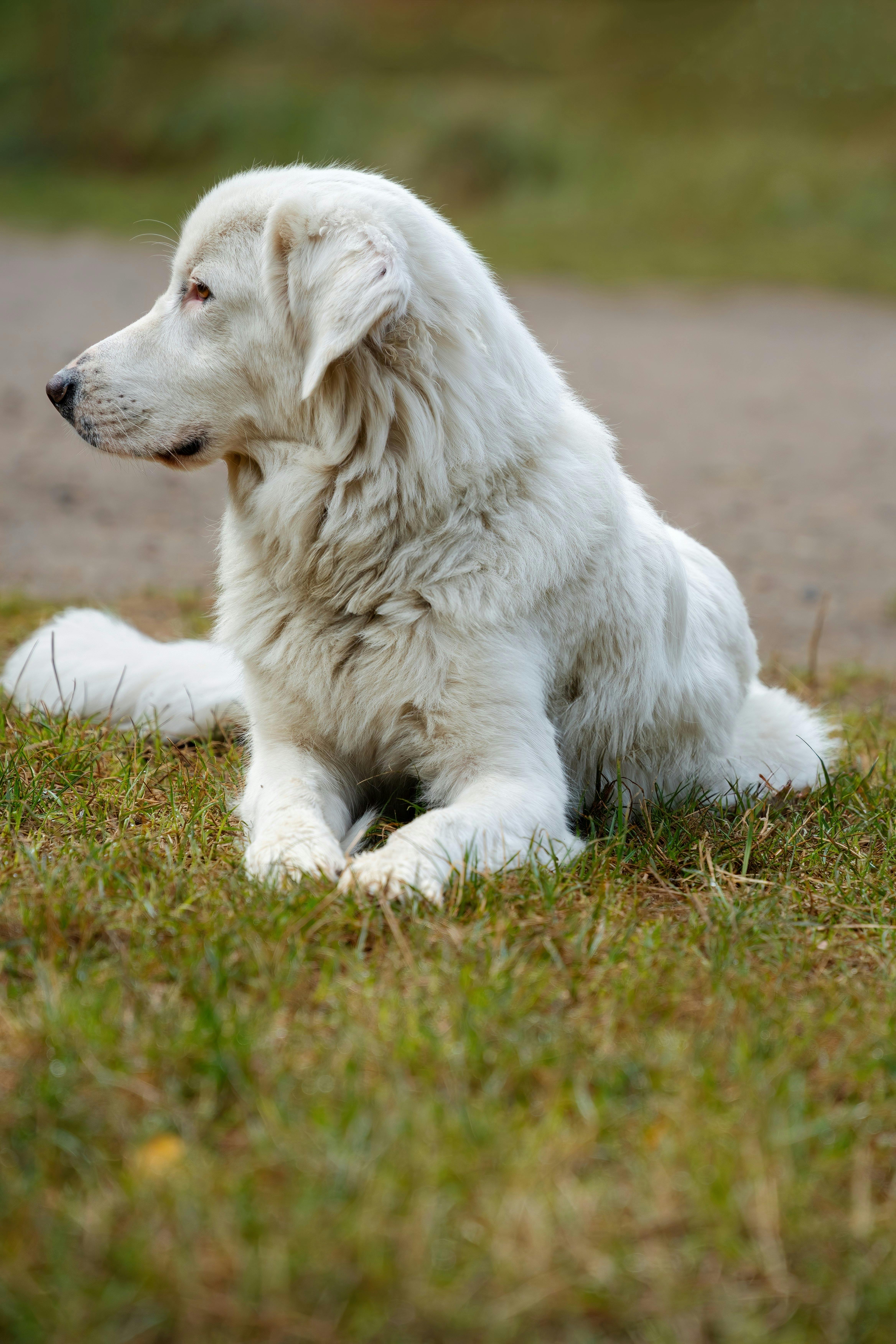 Hund weiß · Free Stock Photo